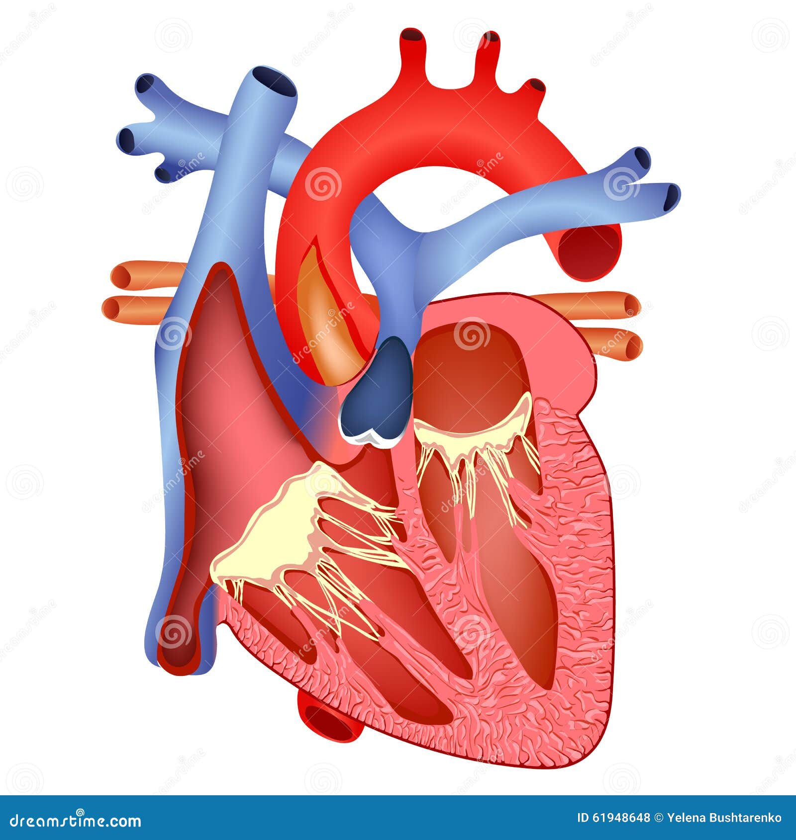 Corazón humano médico ilustración del vector. Ilustración de humano ...