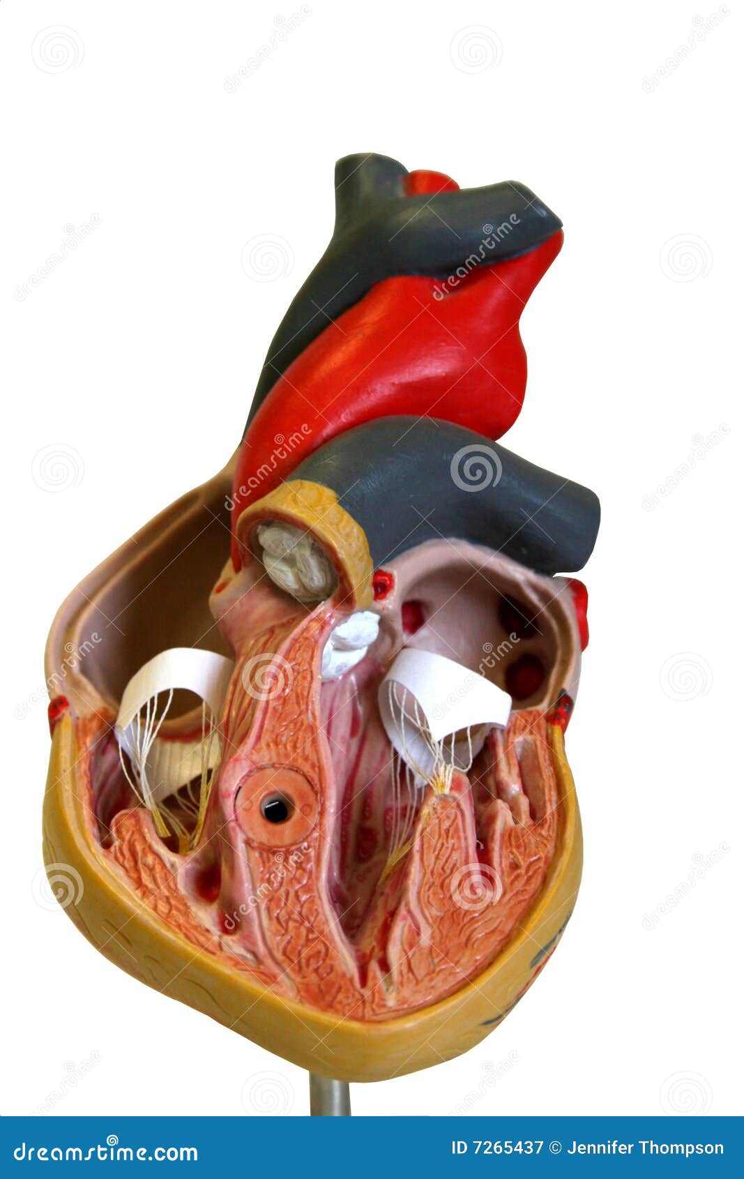 Corazón modelo imagen de archivo. Imagen de médico, recipiente - 7265437