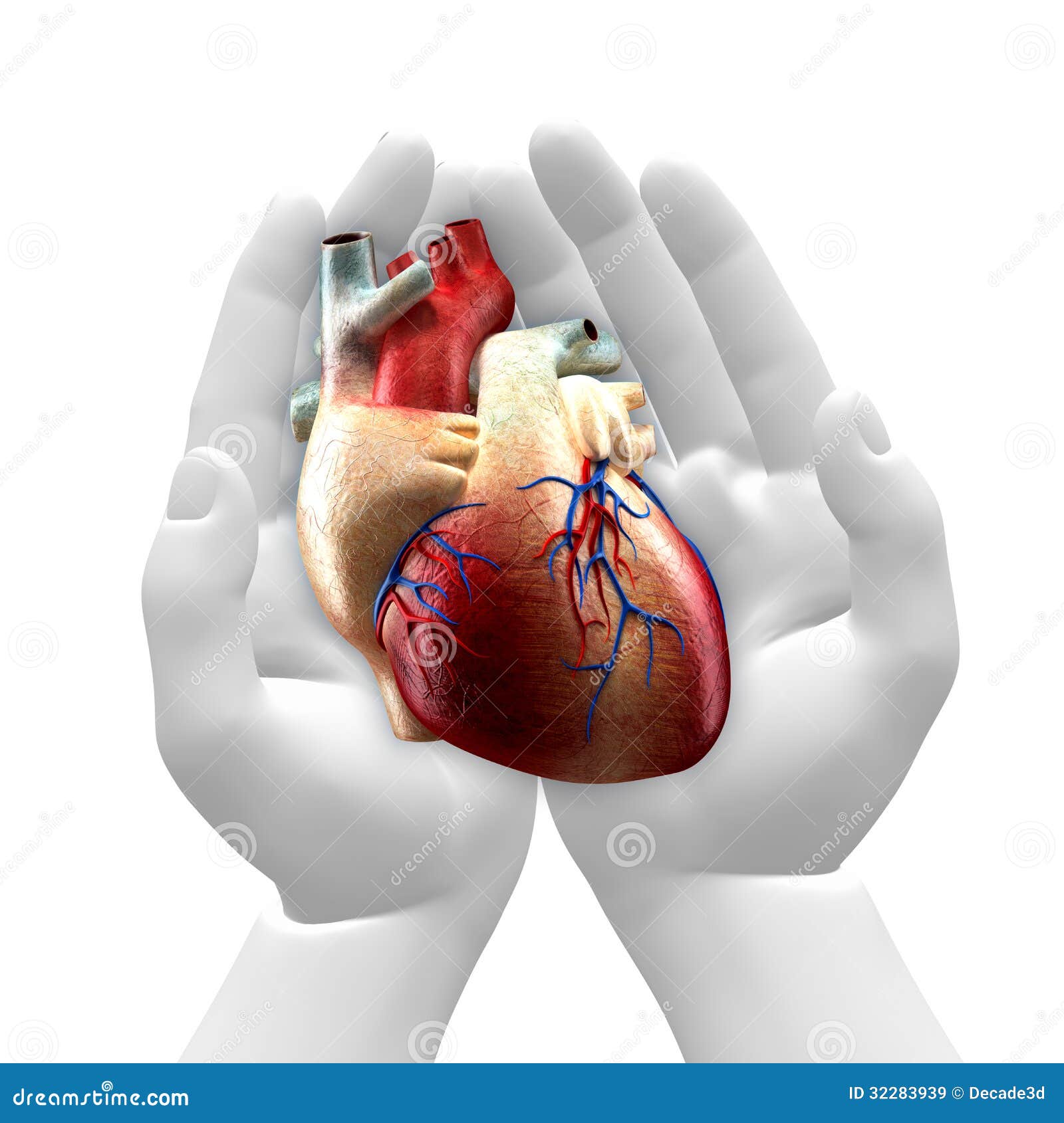 Corazón Real En Manos Imágenes de archivo libres de regalías - Imagen ... Corazón Real En Manos Imágenes de archivo libres de regalías - Imagen ...