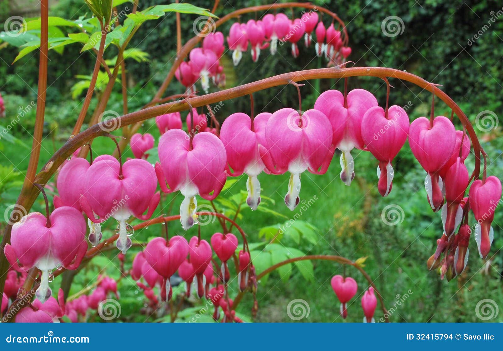 Corazones sangrantes foto de archivo. Imagen de fondo - 32415794