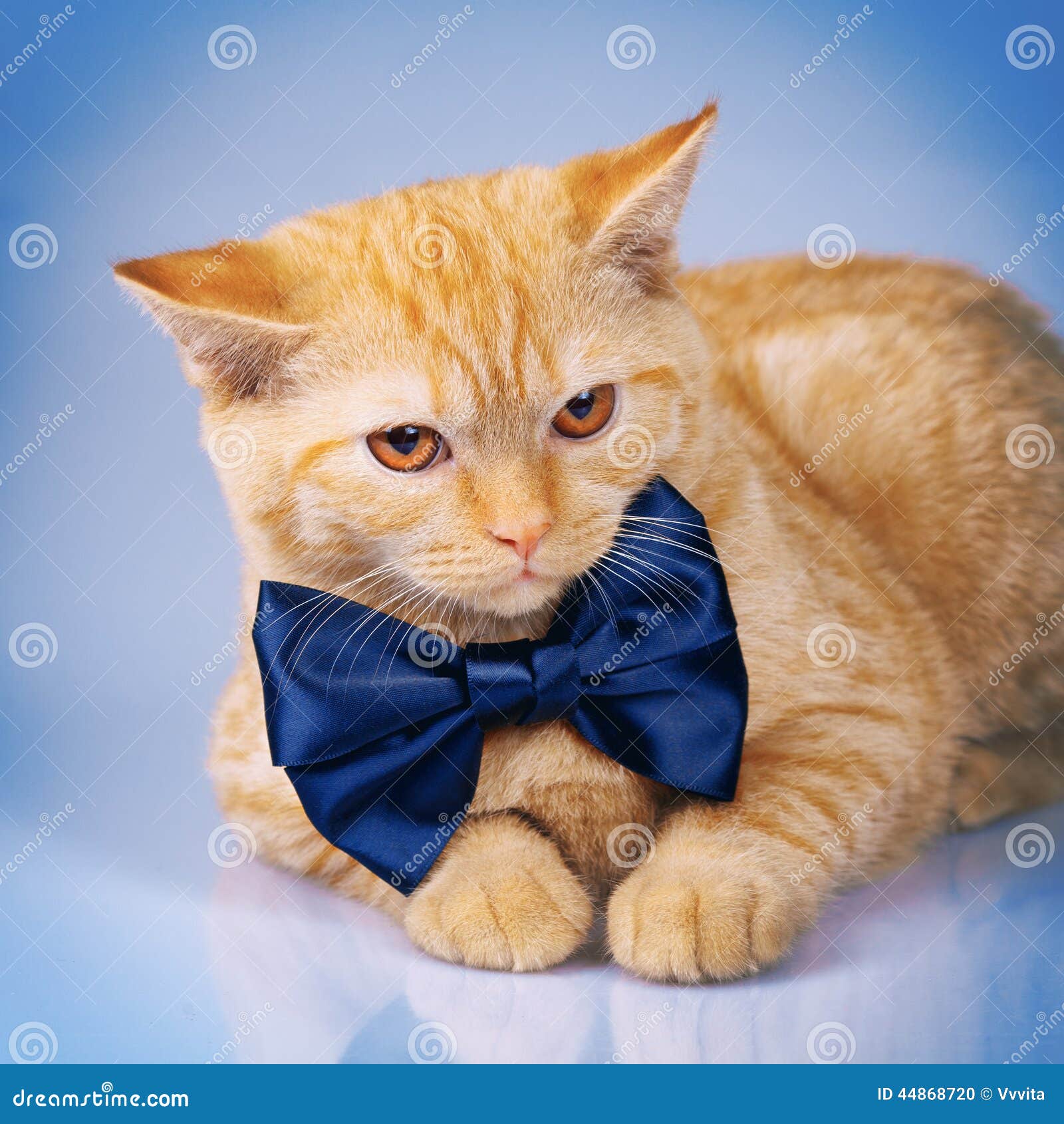 Corbata De Lazo Que Lleva Del Gato Foto de archivo - Imagen de barba ...