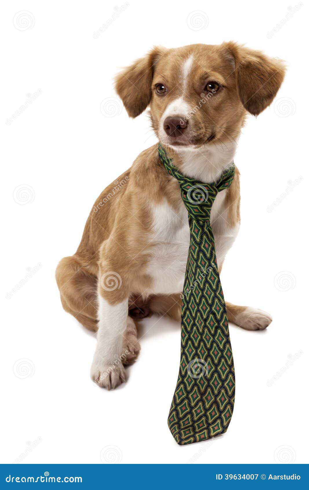 Corbata Que Lleva Del Perro Lindo Imagen de archivo - Imagen de tiro ...