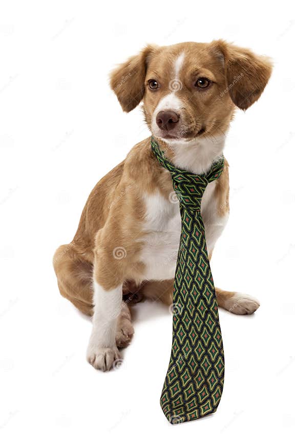 Corbata Que Lleva Del Perro Lindo Imagen de archivo - Imagen de tiro ...