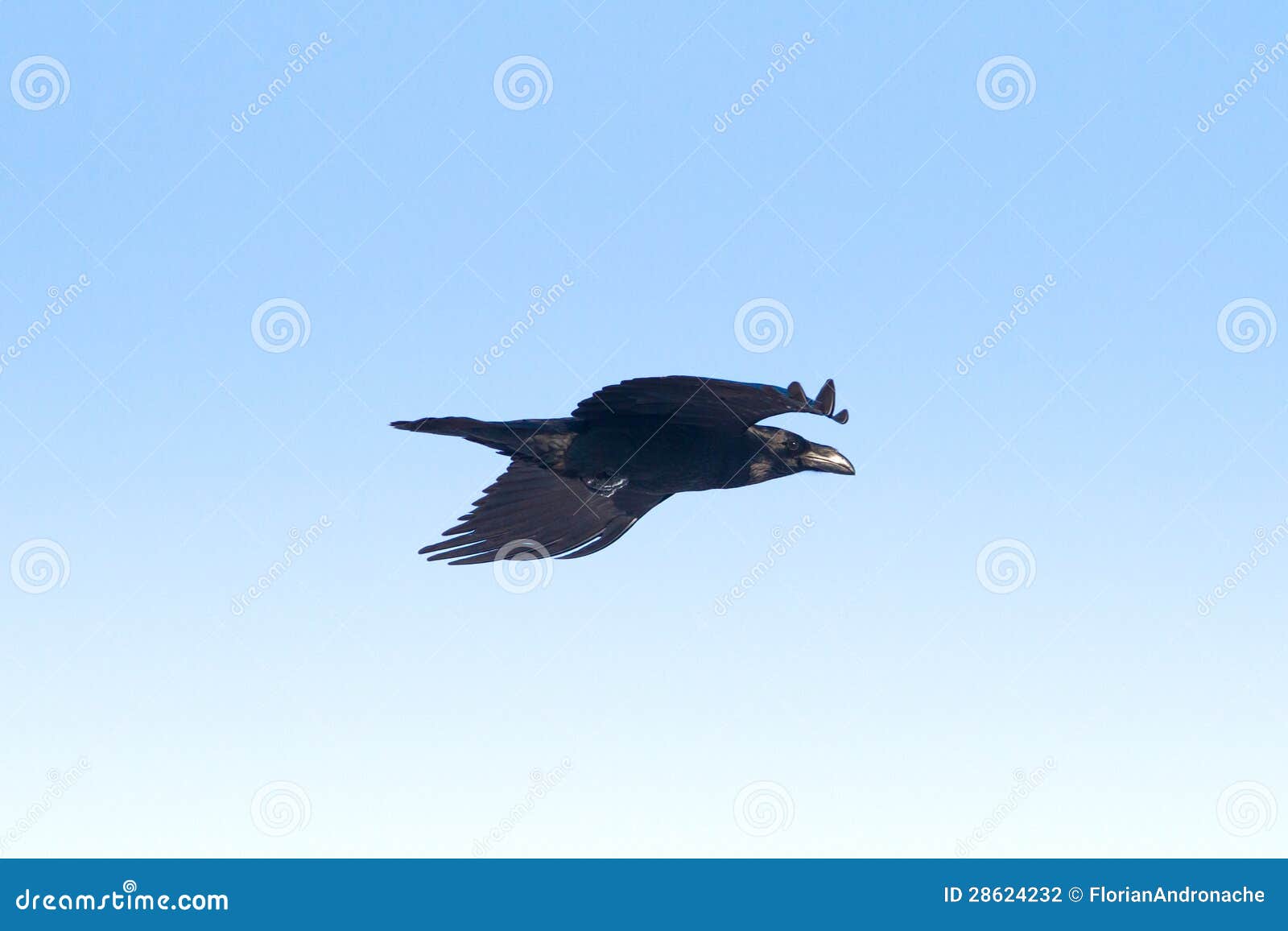 Corbeau Commun En Vol/corax De Corvus Photo stock - Image du corbeau ...