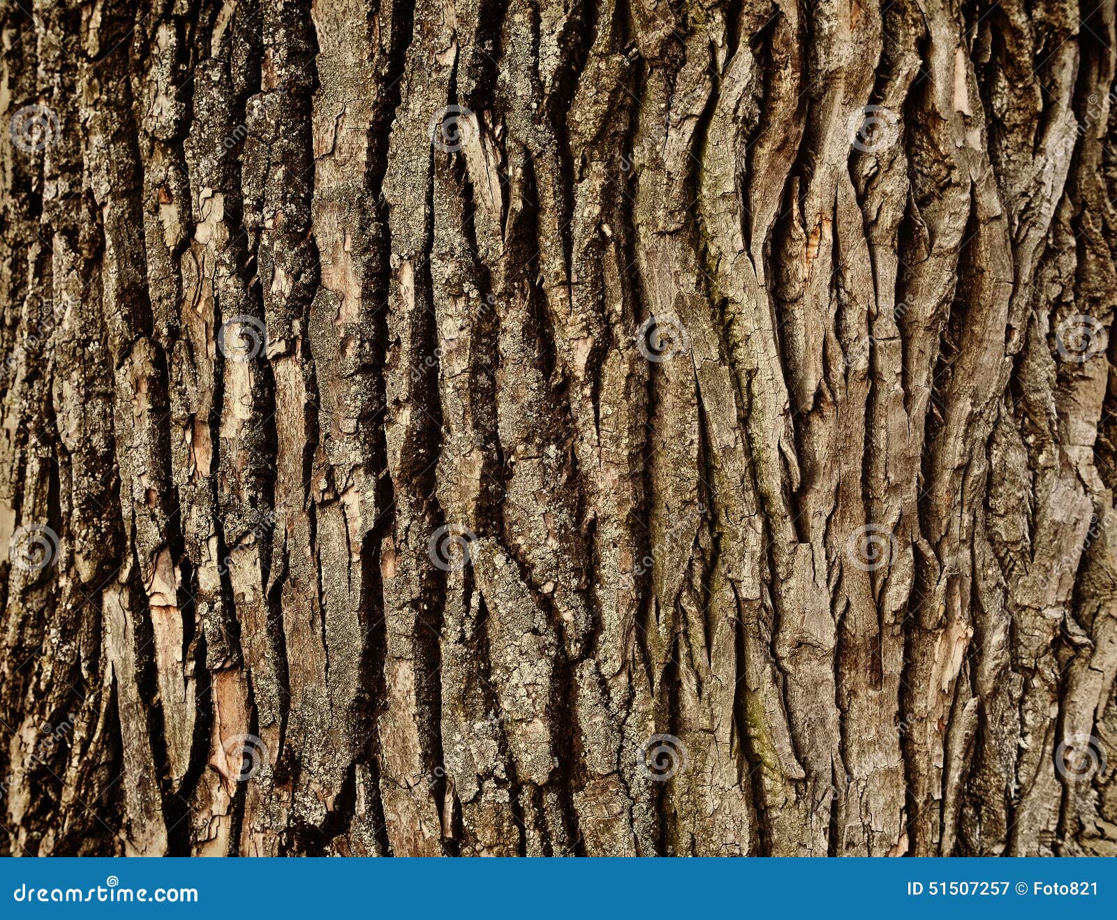 Écorce D'arbre Photo stock - Image: 51507257