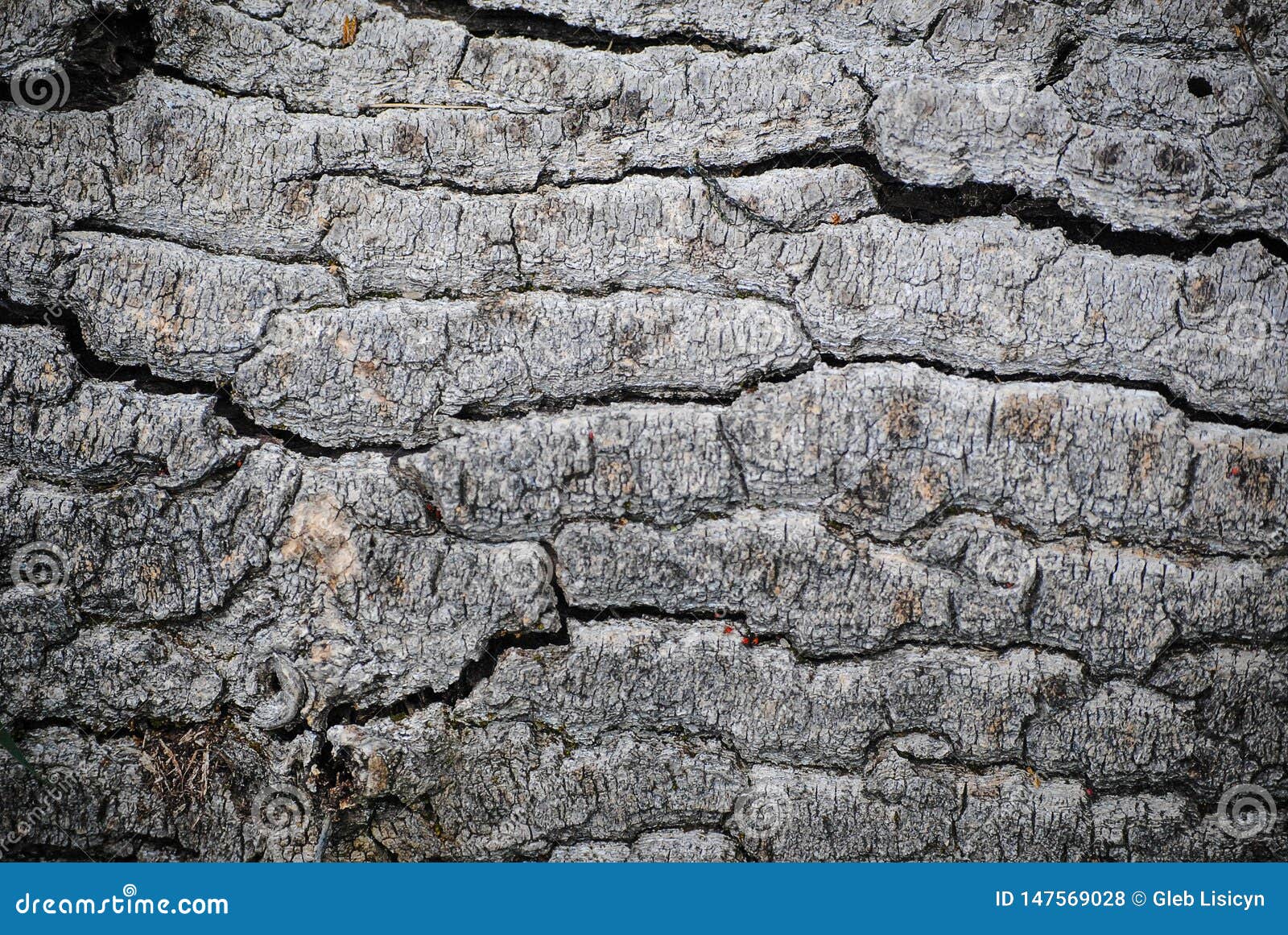 ?corce d'un arbre photo stock. Image du configuration - 147569028