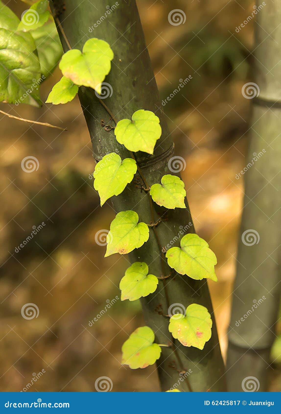Cordate Leaf stock image. Image of yellow, vine, heart - 62425817