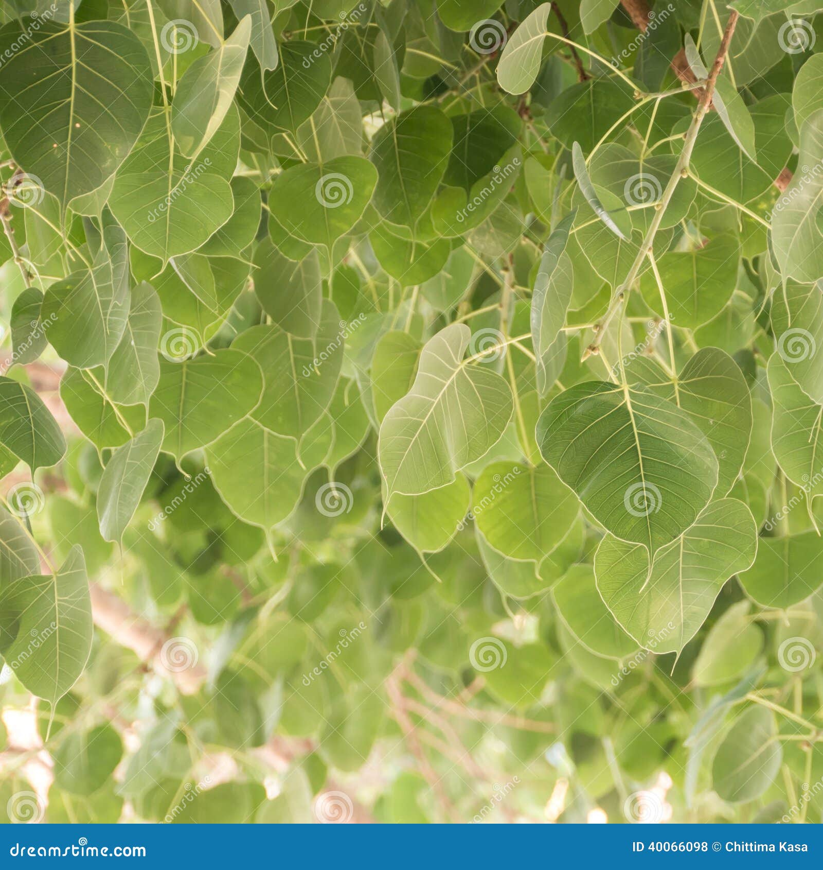 Cordate leaf stock photo. Image of texture, leaf, flora - 40066098