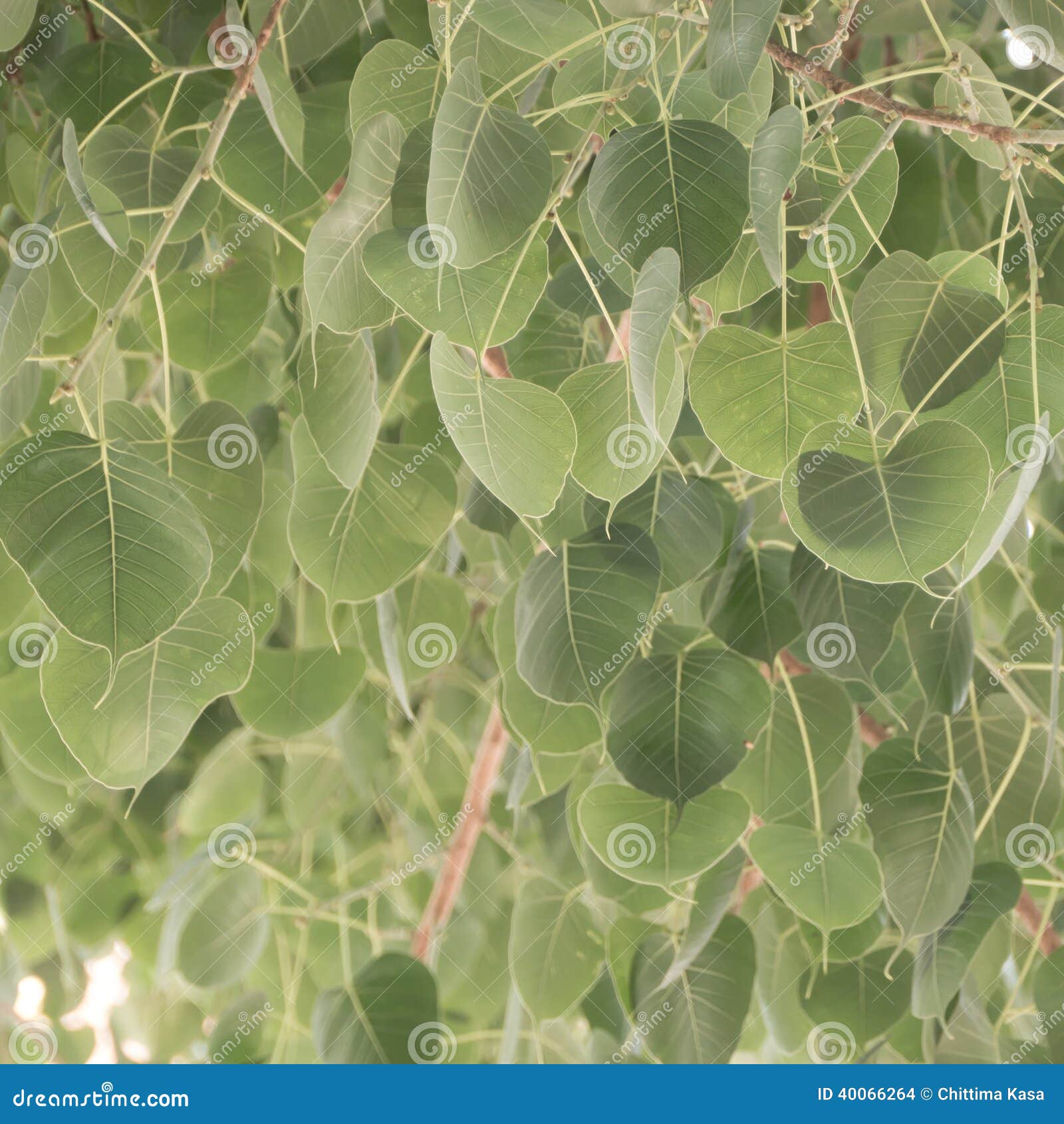 Cordate leaf stock photo. Image of foliage, texture, element - 40066264