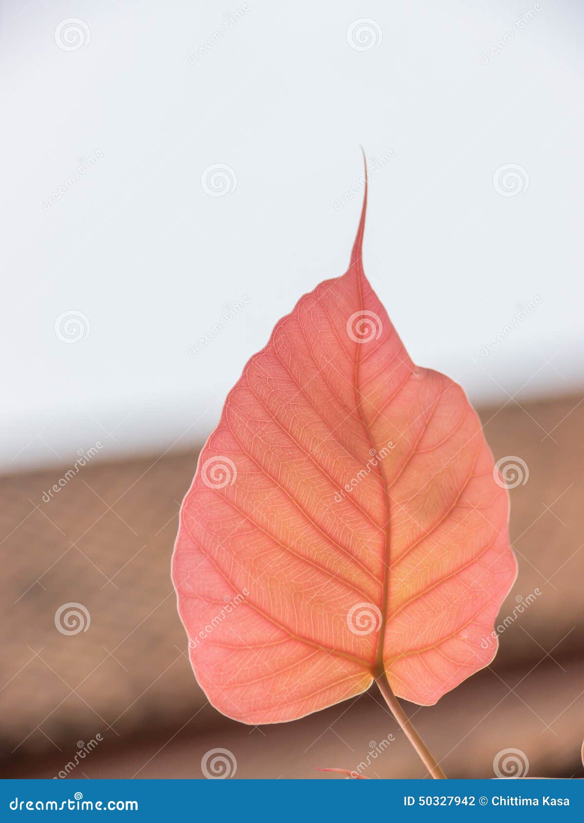 Cordate leaf stock photo. Image of plant, leaf, nature - 50327942