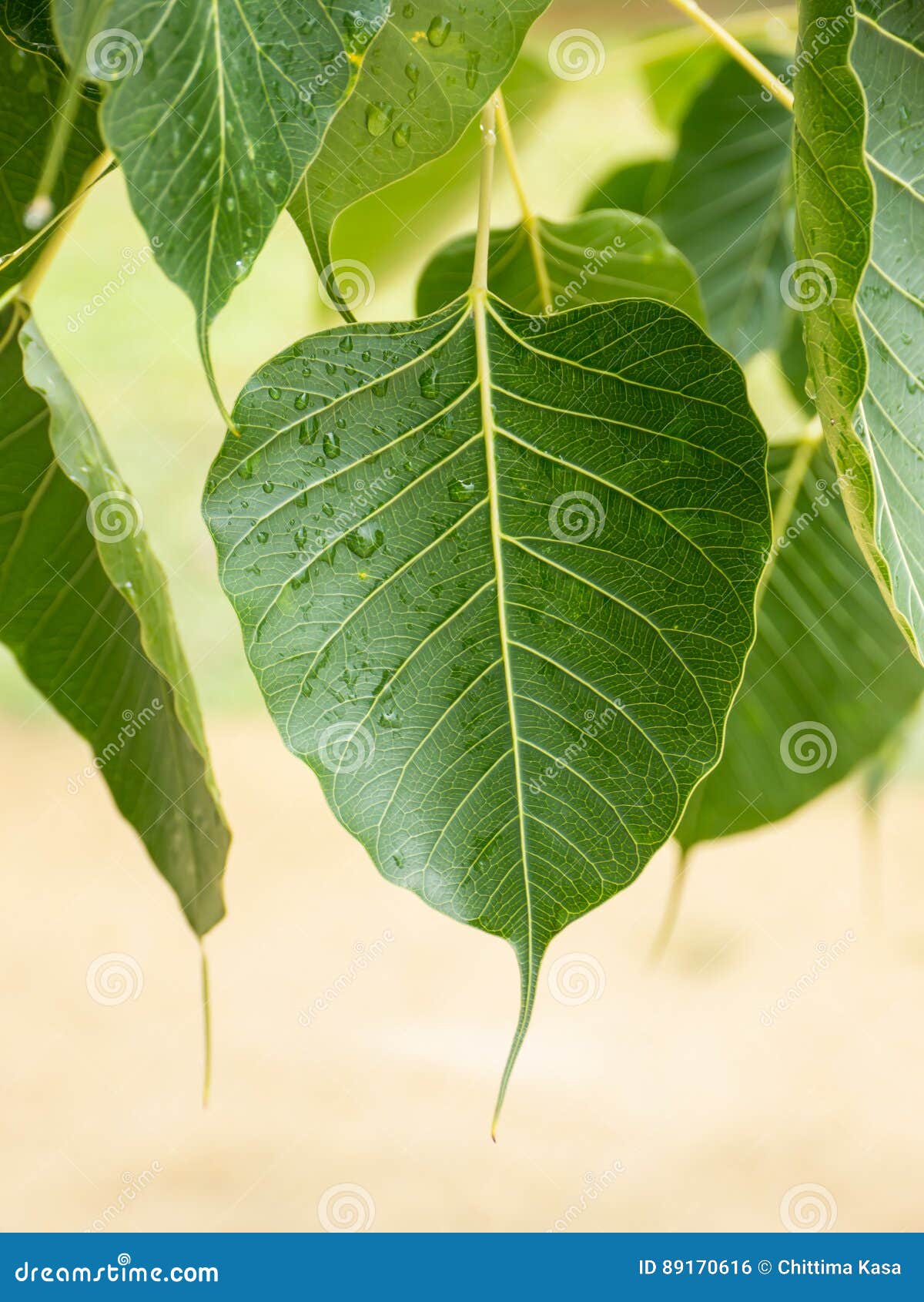 Cordate leaves stock photo. Image of flora, leaves, detail - 89170616