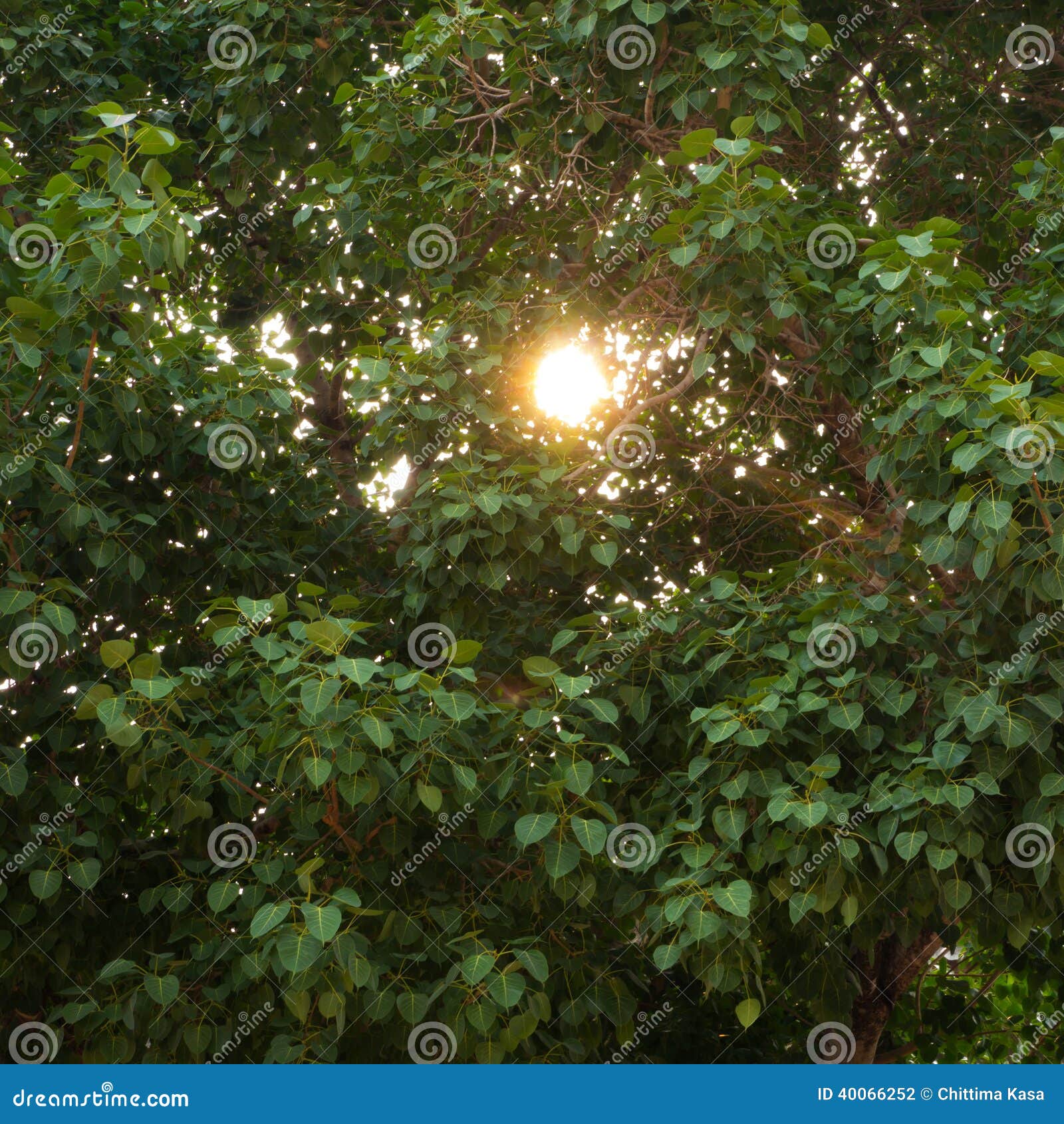 Cordate tree stock photo. Image of leaf, summer, light - 40066252