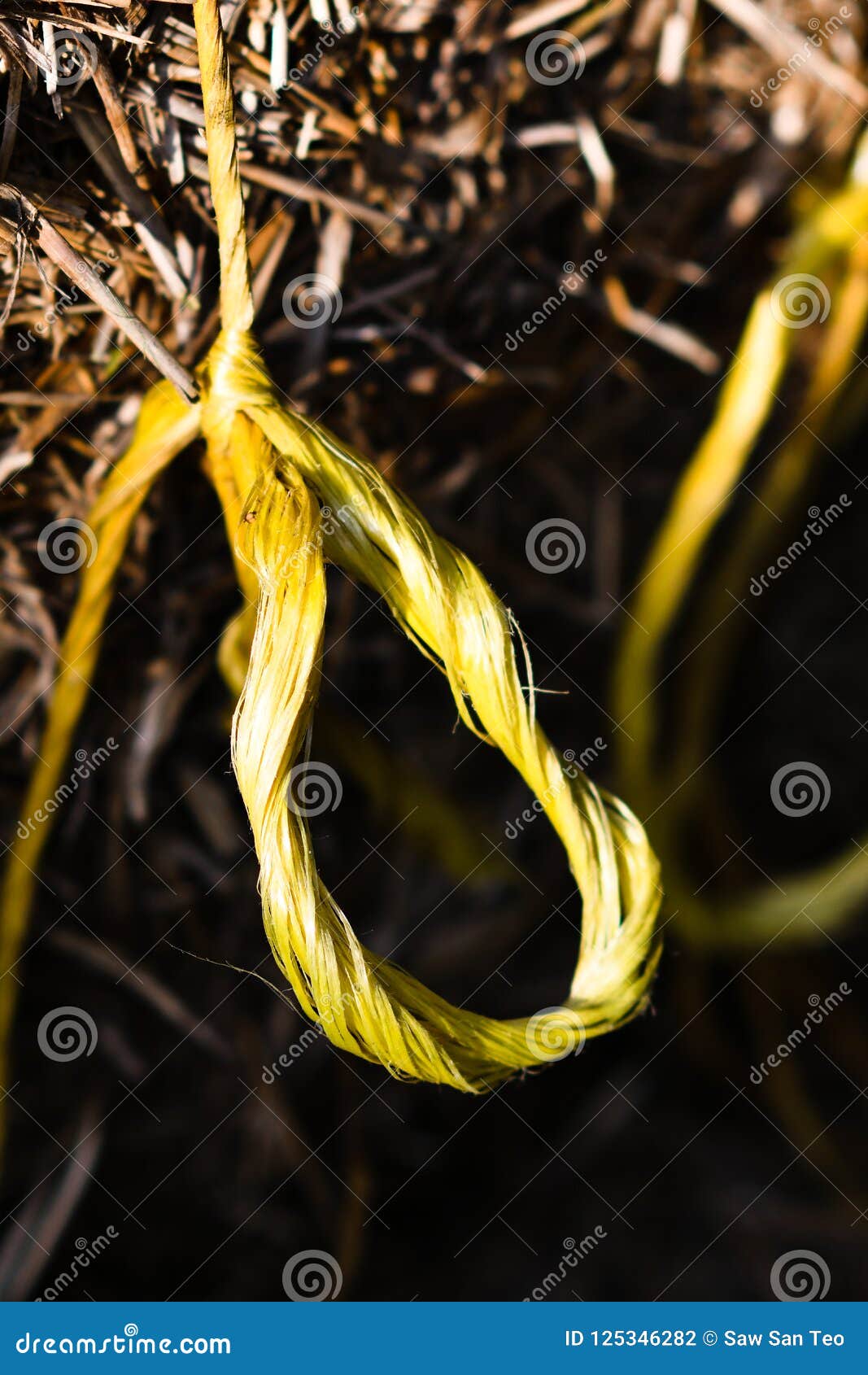 Corde En Nylon Jaune Attachant Le Noeud Photo stock - Image du attachez ...