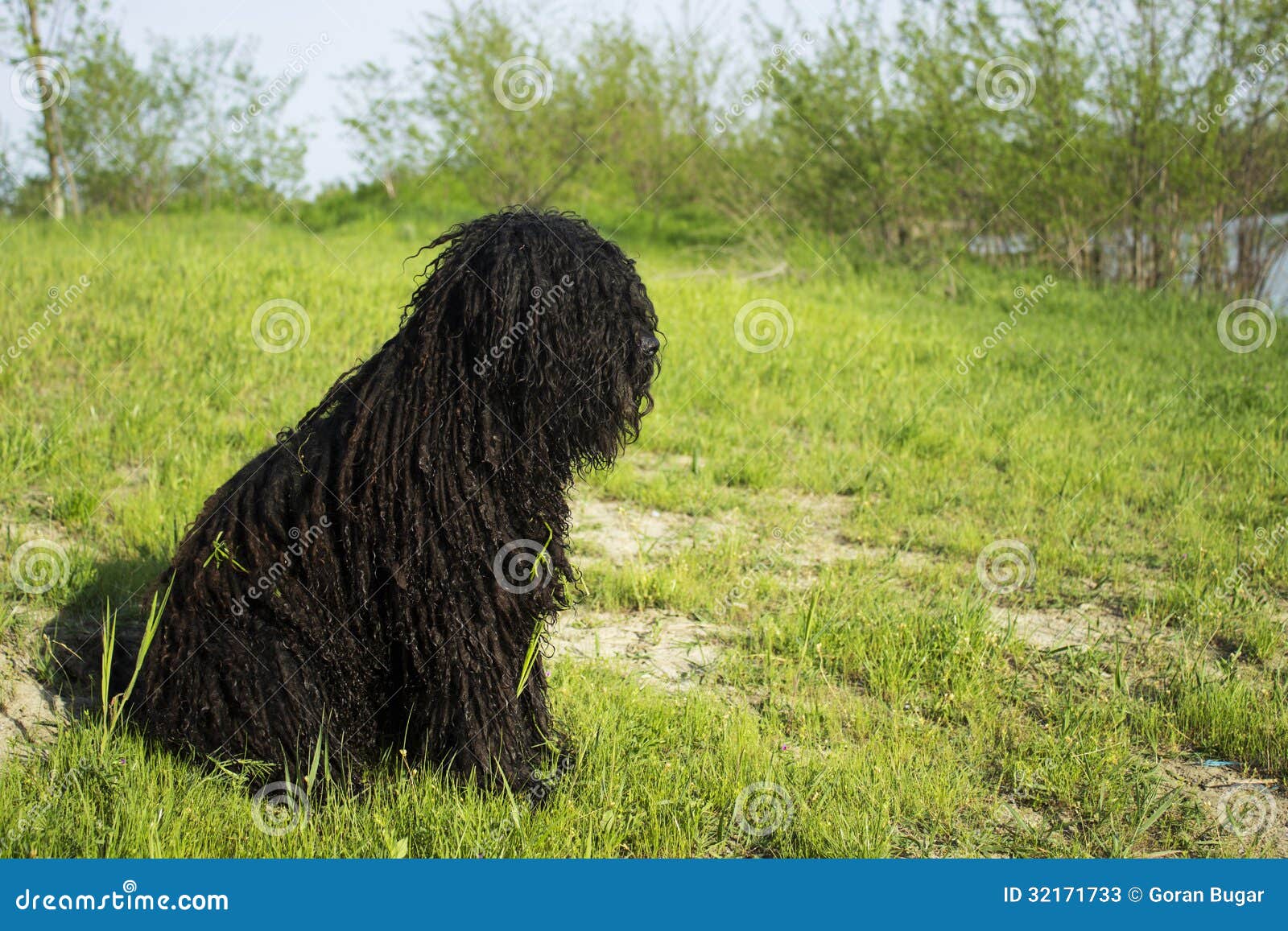 Corded Puli - Hungarian Herding Dog Stock Image - Image of doggy, cords ...