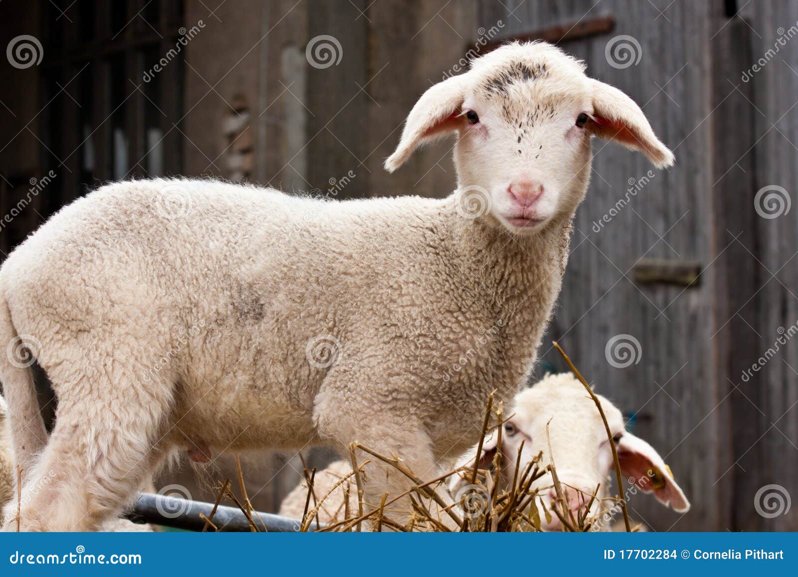 Cordeiro foto de stock. Imagem de formato, fazenda, bege - 17702284