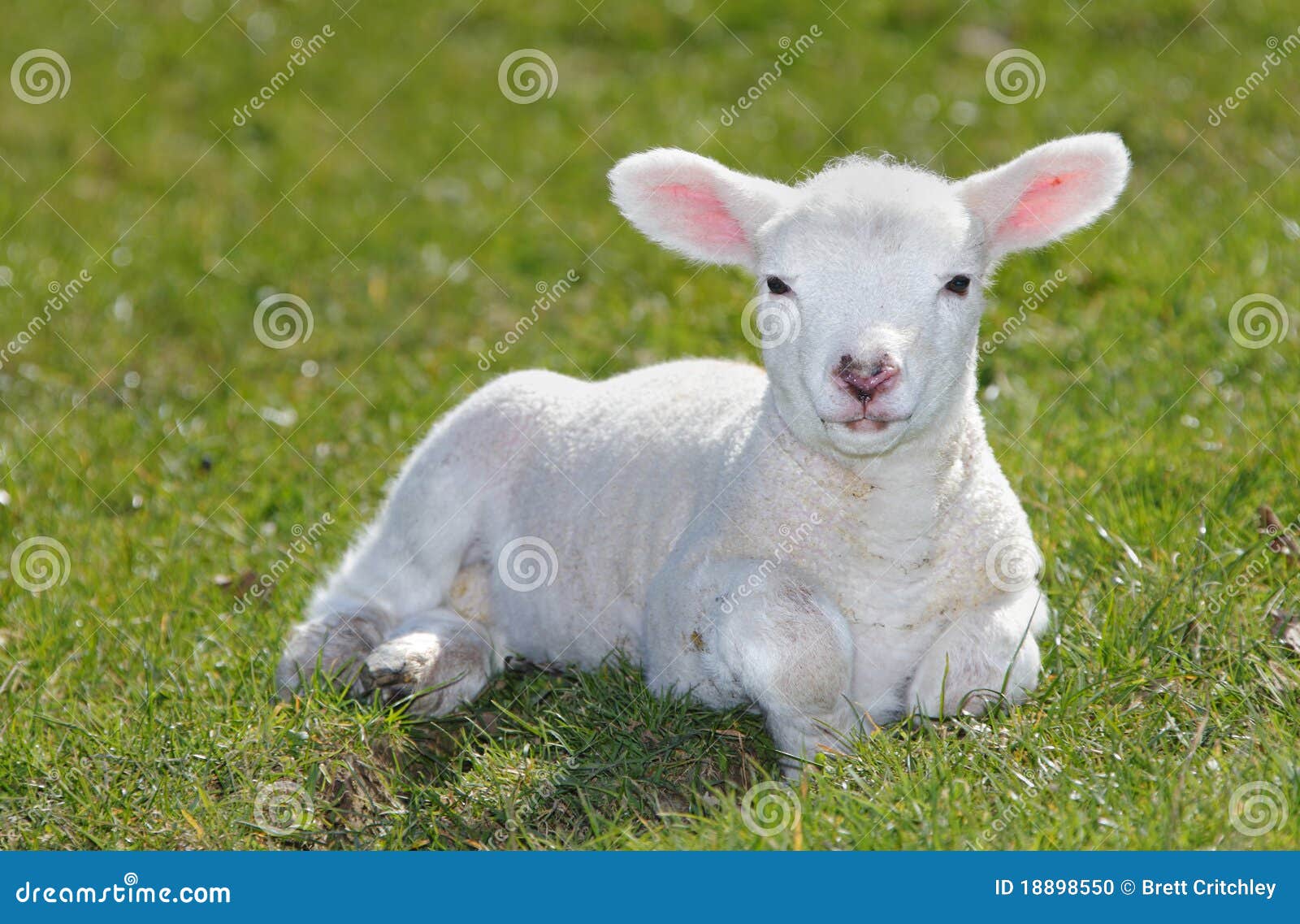 Cordeiro foto de stock. Imagem de mola, branco, campo - 18898550