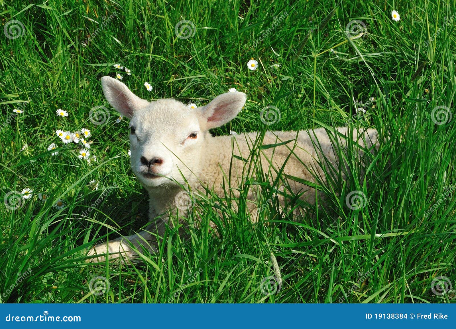Cordeiro foto de stock. Imagem de fofofo, campo, terra - 19138384