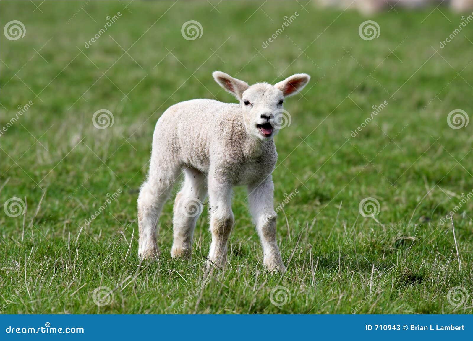 Cordeiro imagem de stock. Imagem de fofofo, nave, doce - 710943