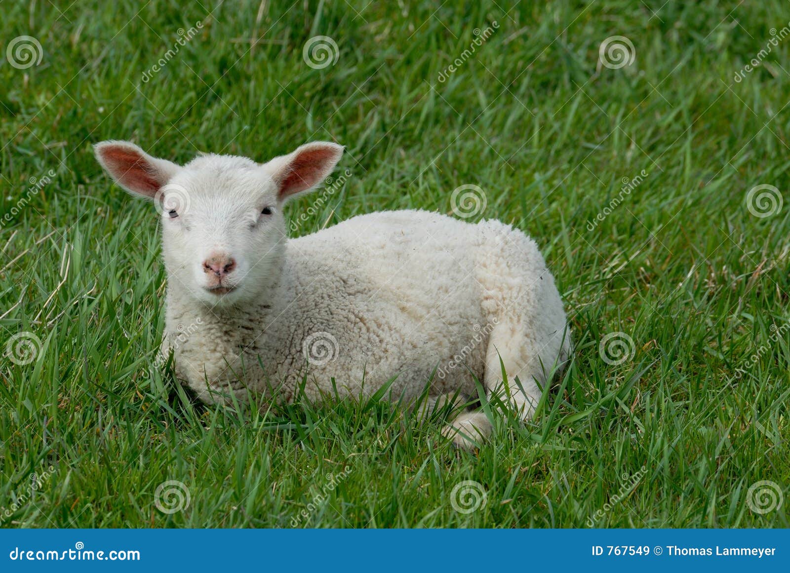 Cordeiro imagem de stock. Imagem de carneiros, doce, verde - 767549