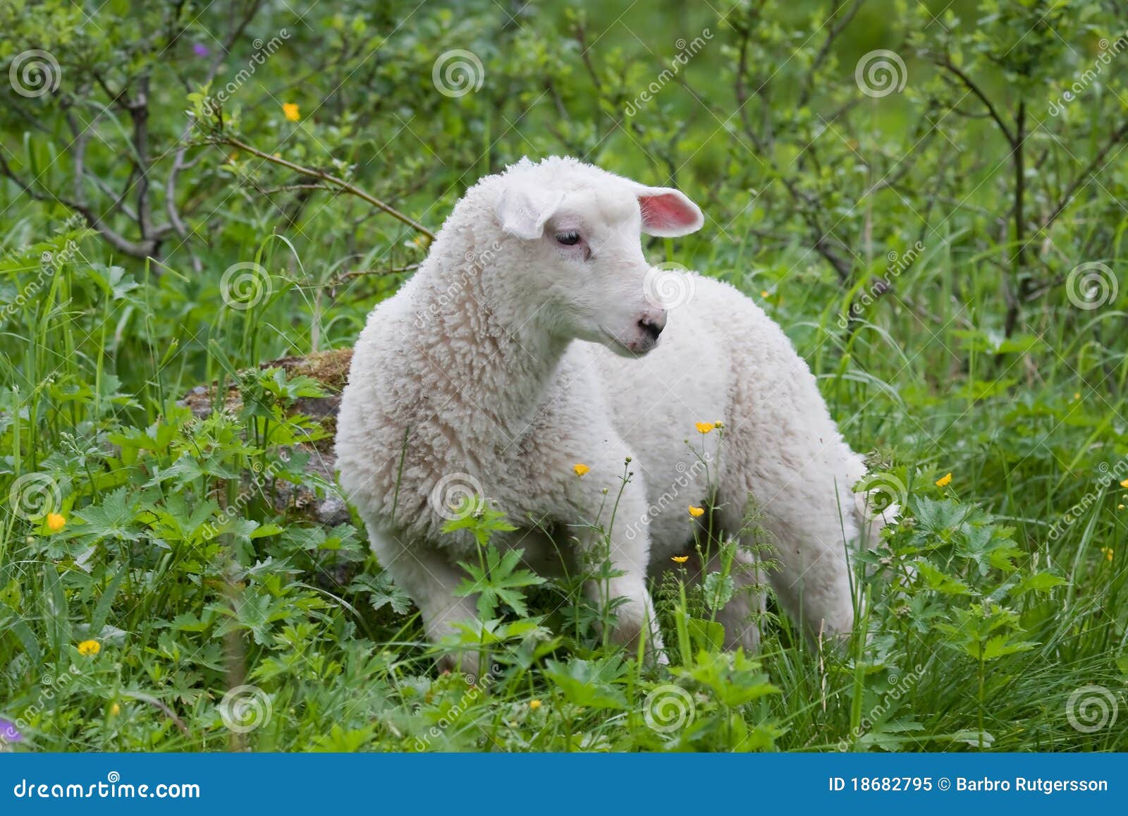 Cordeiro branco imagem de stock. Imagem de cordeiro, animal - 18682795