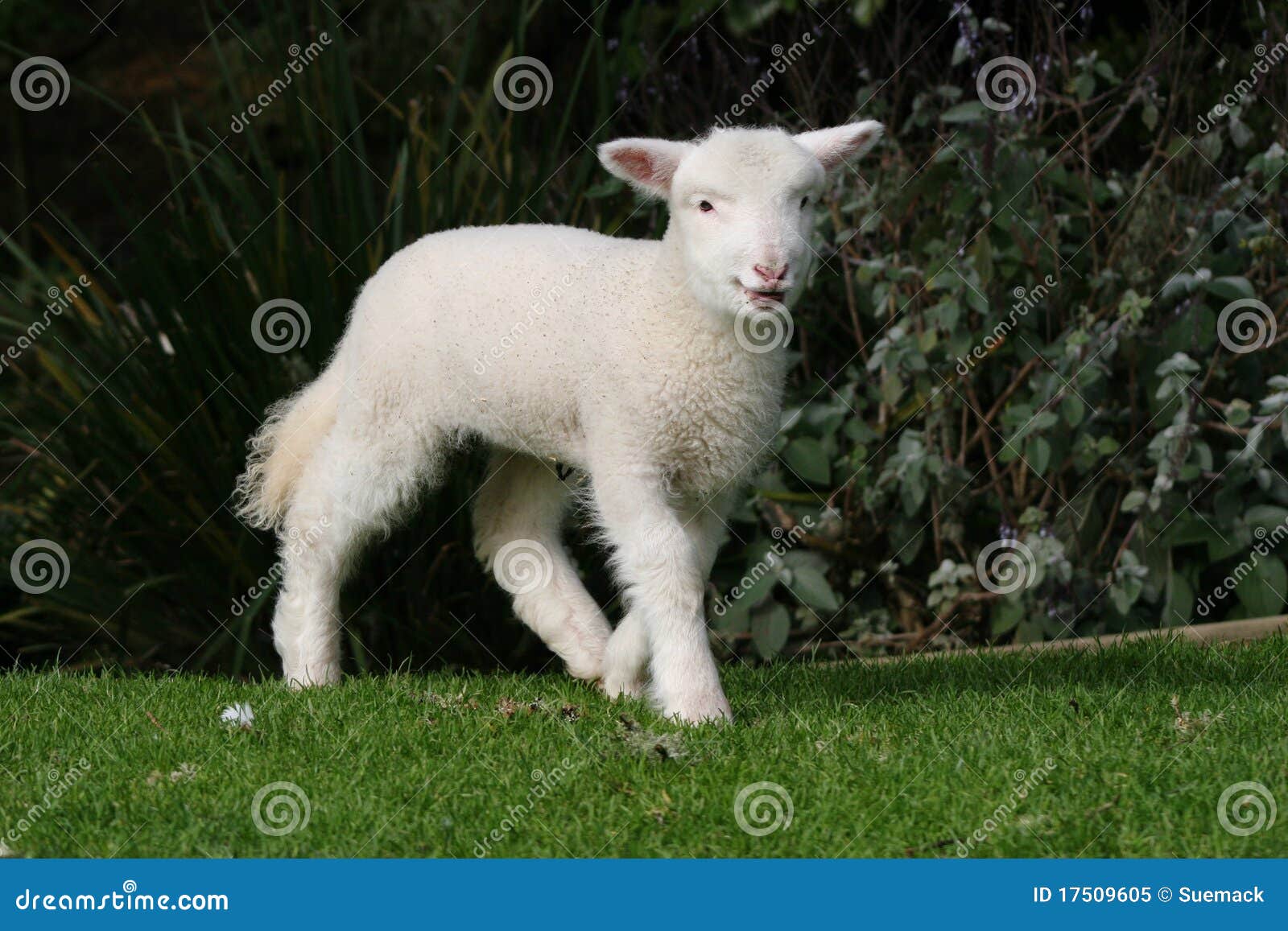 Cordeiro branco novo imagem de stock. Imagem de animal - 17509605