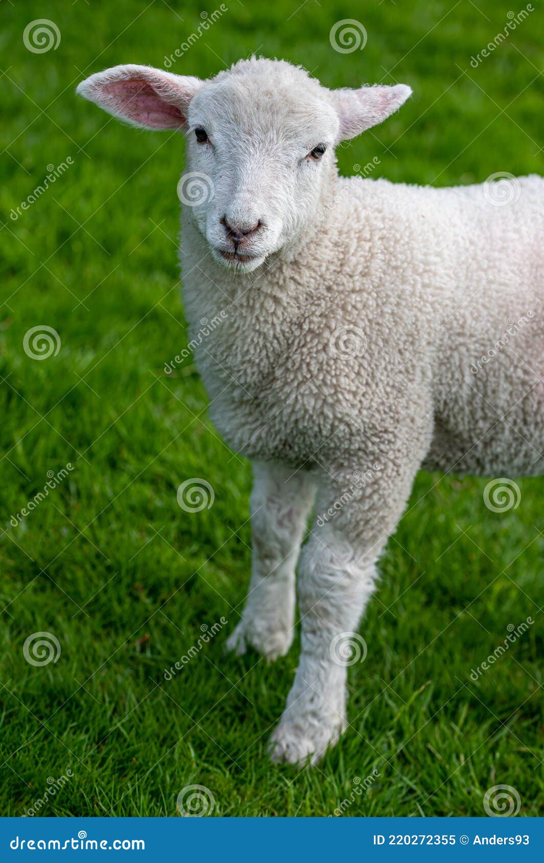 Cordeiro Macho De Sete Semanas Imagem de Stock - Imagem de agricultura ...