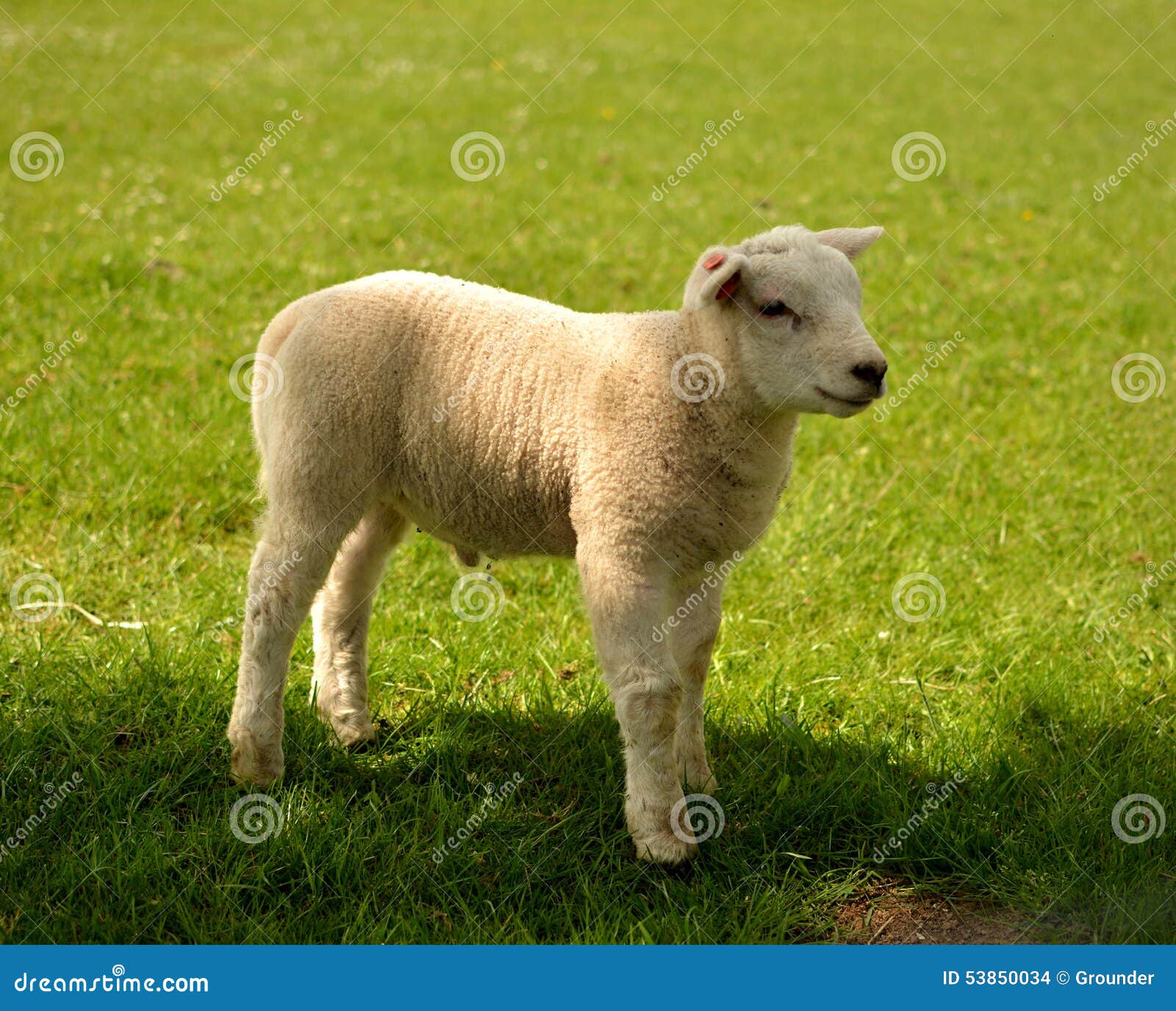 Cordeiro pequeno foto de stock. Imagem de salto, primavera - 53850034