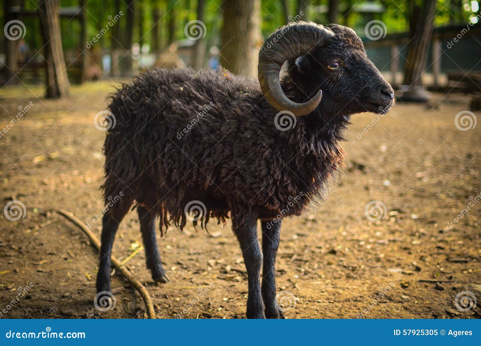Cordeiro Preto Bonito Com Chifres Imagem de Stock - Imagem de animal ...