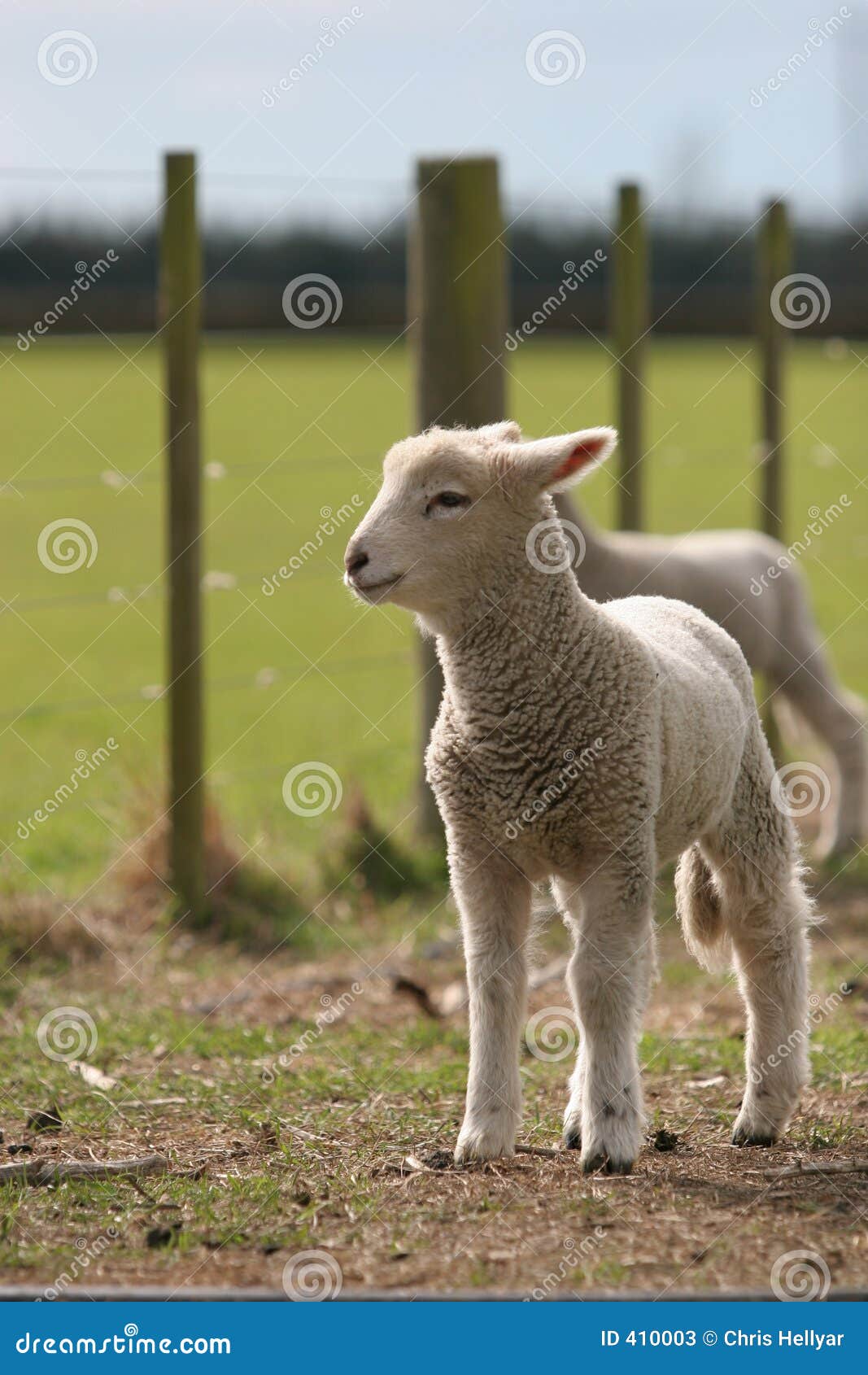 Cordero #1 imagen de archivo. Imagen de infante, agricultura - 410003