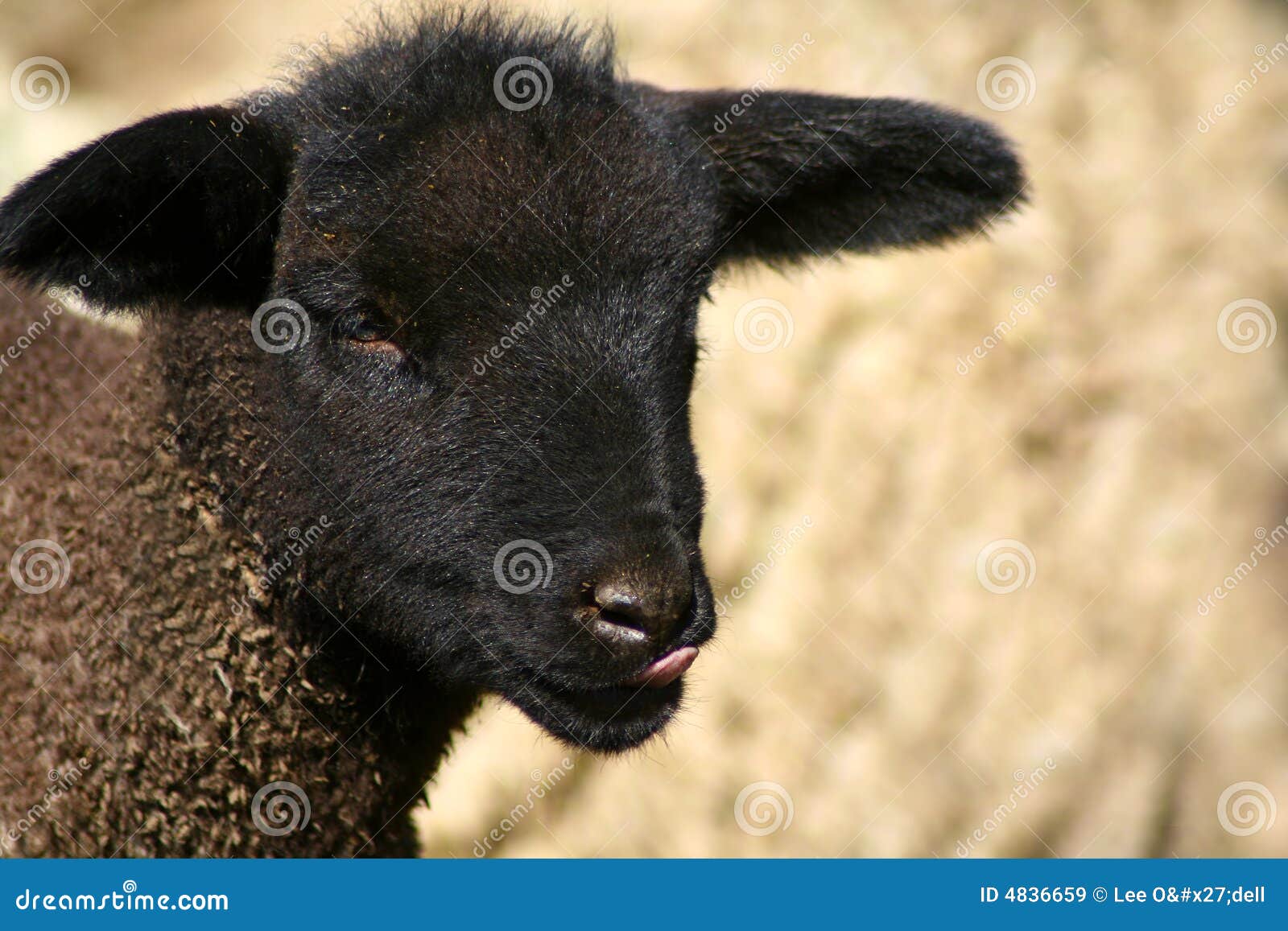 Cordero 2 De La Cara Negra Imagen. Imagen: 4836659