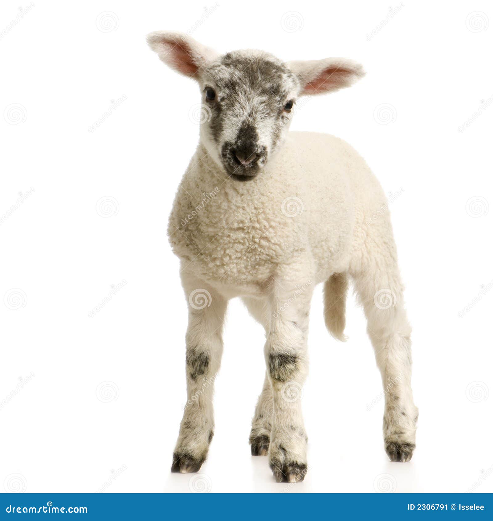 Cordero imagen de archivo. Imagen de estudio, vertebrado - 2306791