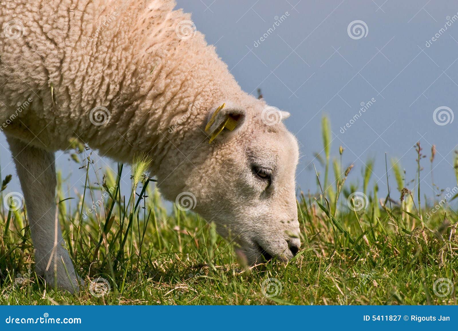Cordero imagen de archivo. Imagen de cubo, cara, alimento - 5411827