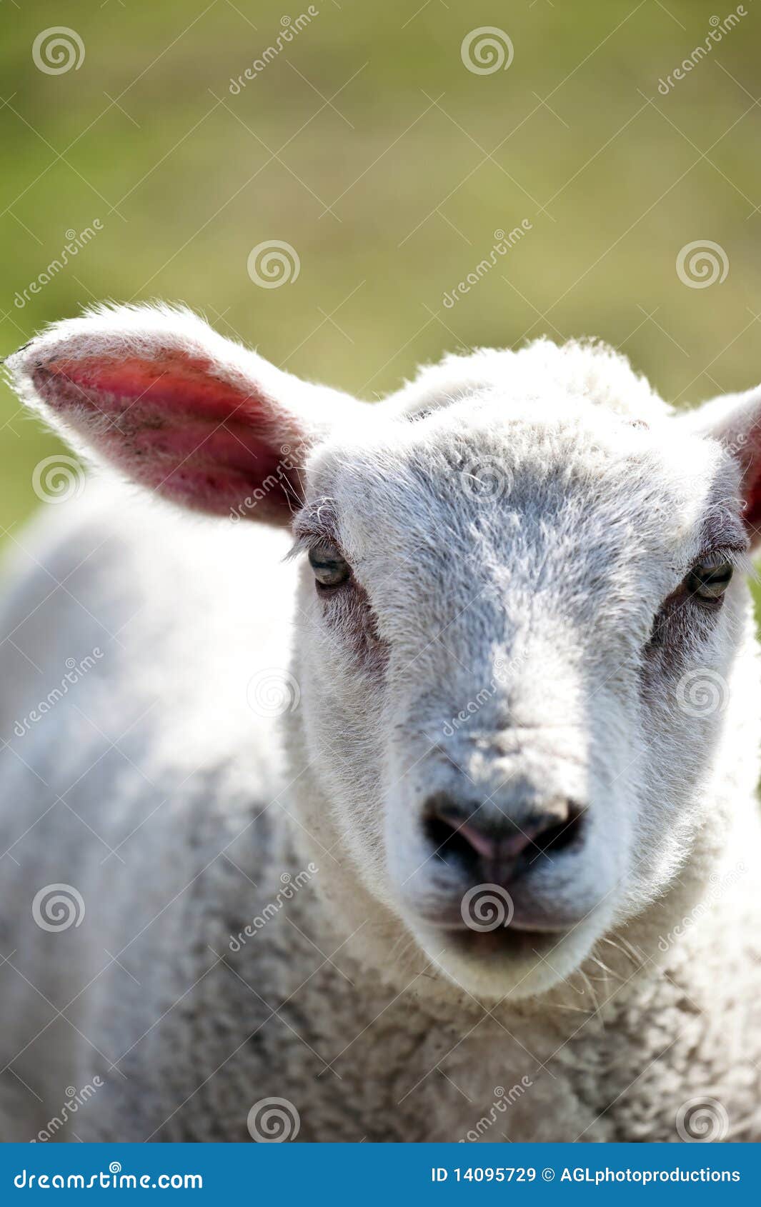 Cordero blanco imagen de archivo. Imagen de inocencia - 14095729