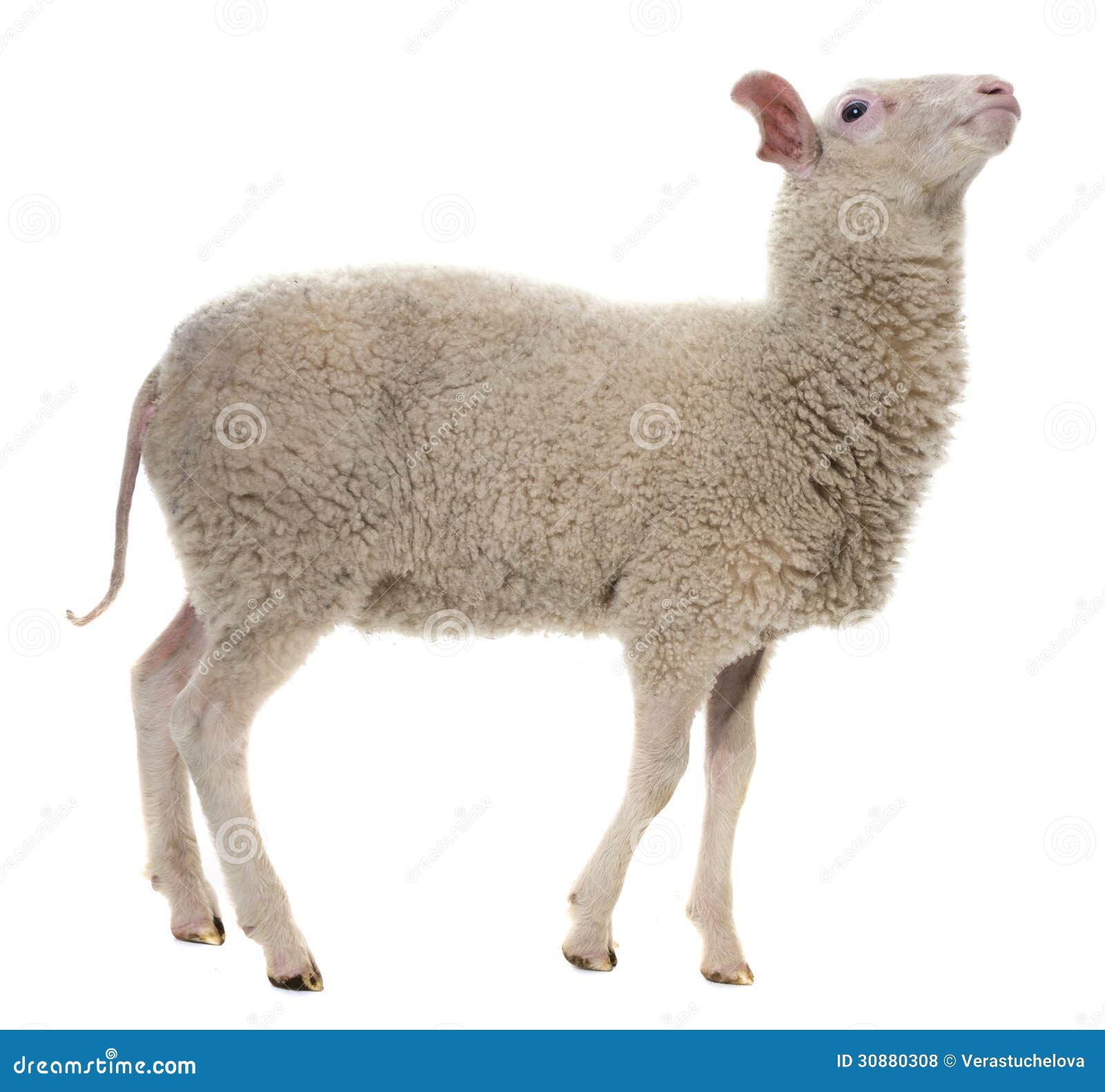 Cordero blanco foto de archivo. Imagen de ovejas, pista - 30880308