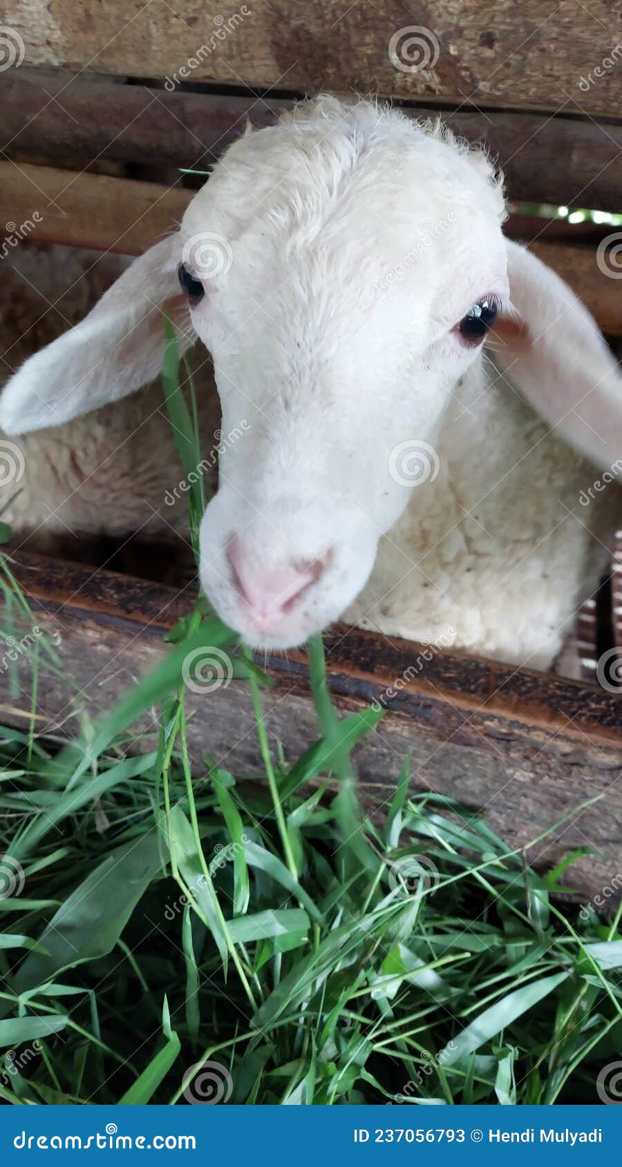 Cordero Blanco Comiendo Pasto Imagen de archivo - Imagen de mascota ...