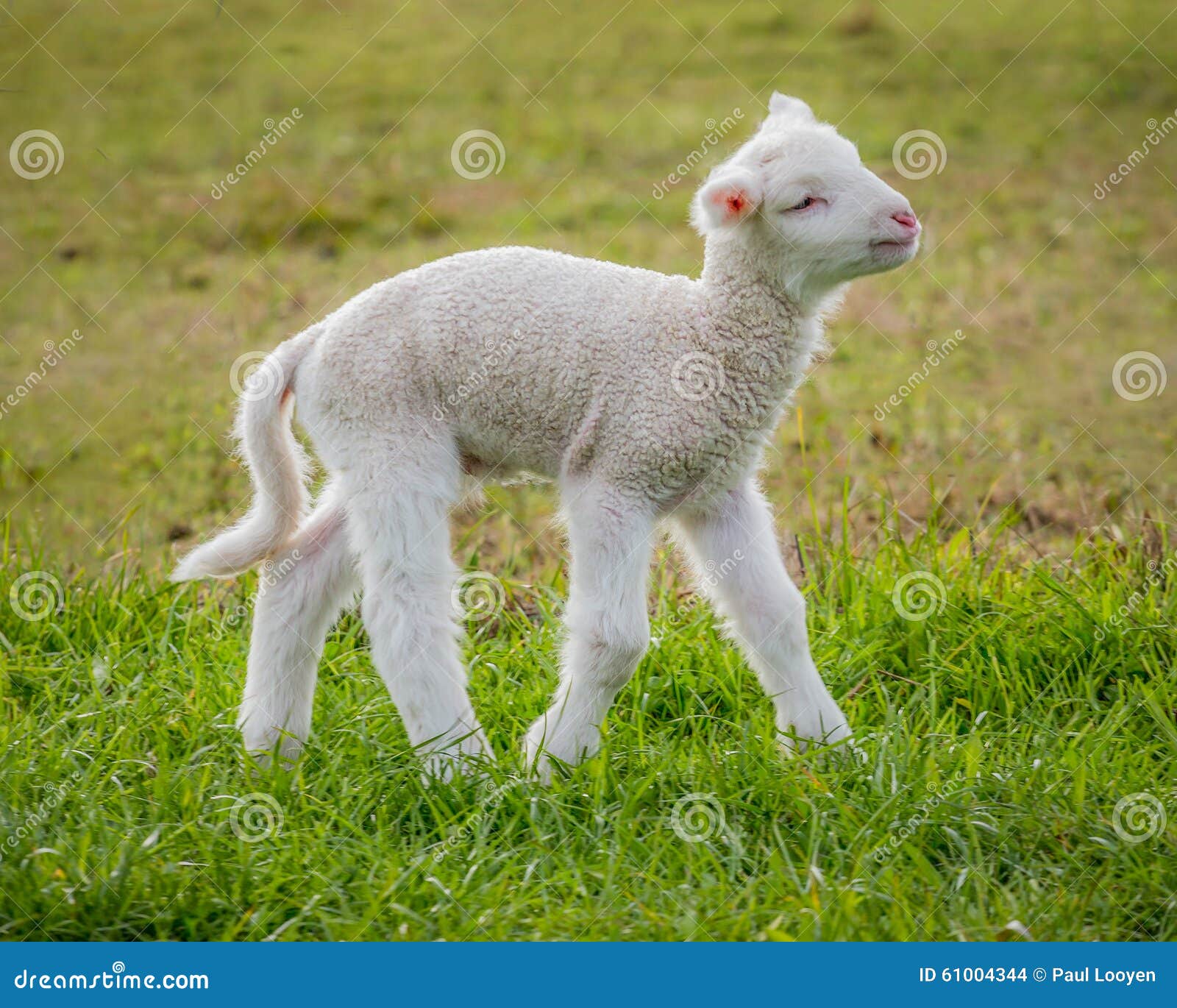 Cordero blanco de Suffolk foto de archivo. Imagen de newborn - 61004344