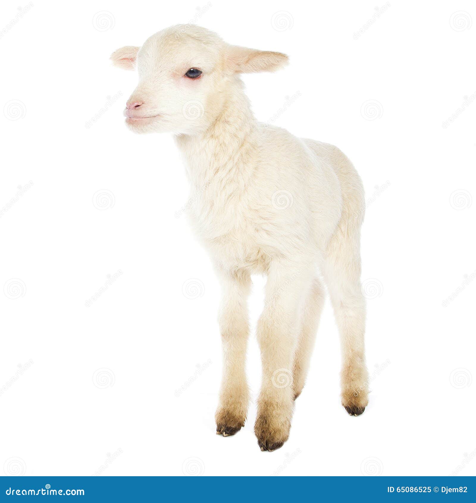 Cordero blanco del bebé imagen de archivo. Imagen de ganado - 65086525