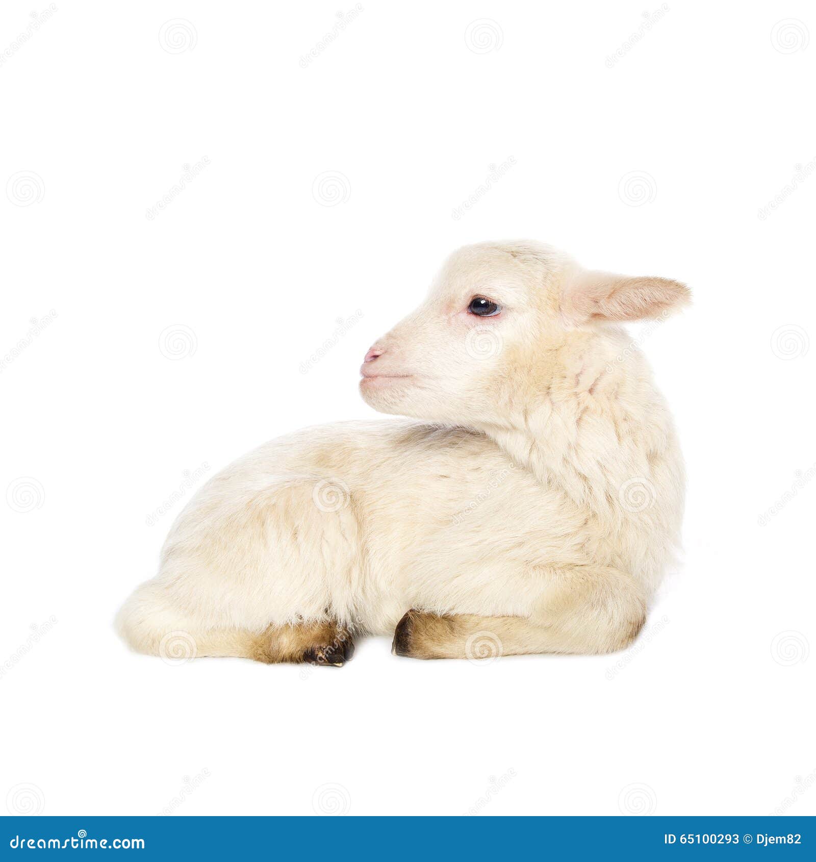 Cordero blanco del bebé imagen de archivo. Imagen de lanas - 65100293