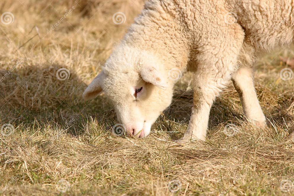 Cordero blanco que pasta imagen de archivo. Imagen de granja - 16606845