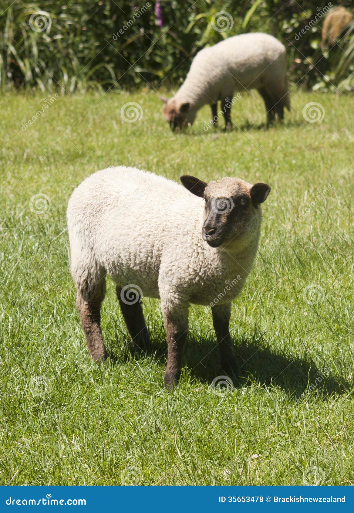 Cordero con la cara negra foto de archivo. Imagen de ovejas - 35653478