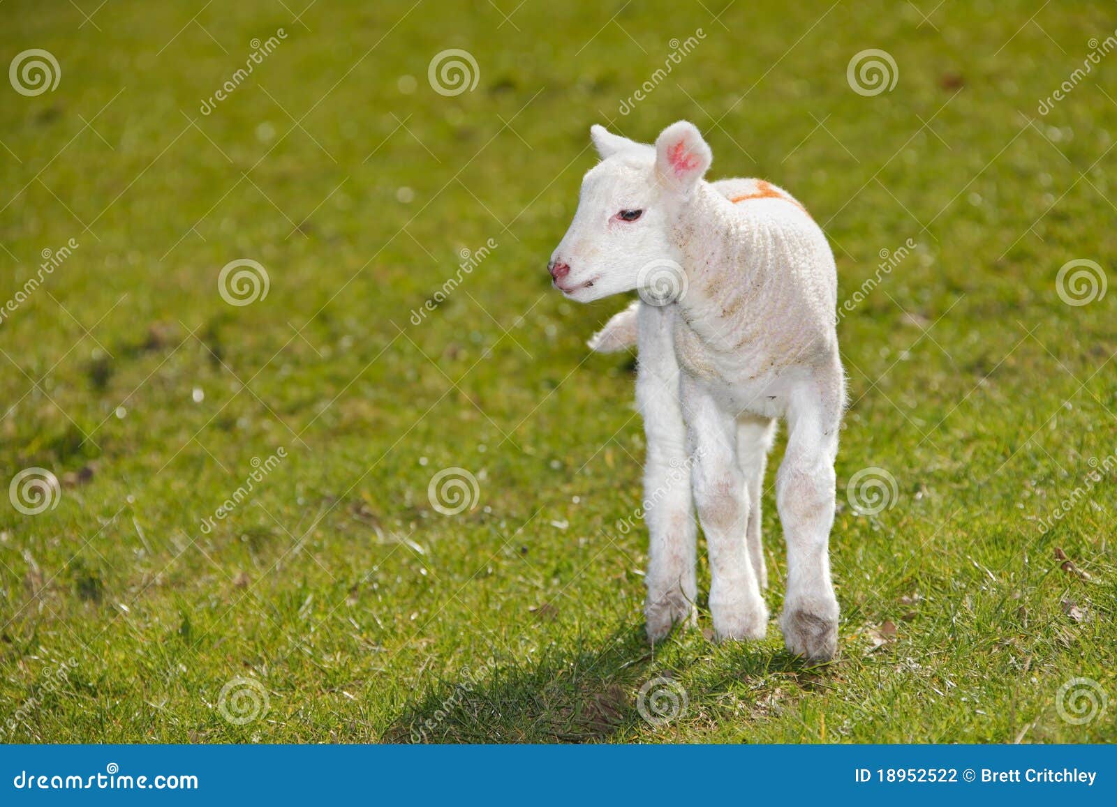 Cordero del bebé foto de archivo. Imagen de standing - 18952522