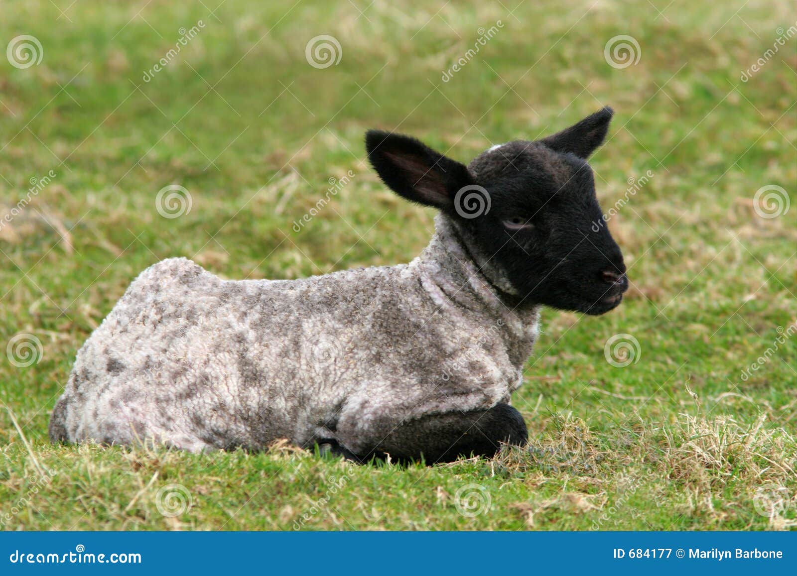 Cordero del bebé imagen de archivo. Imagen de adorable - 684177