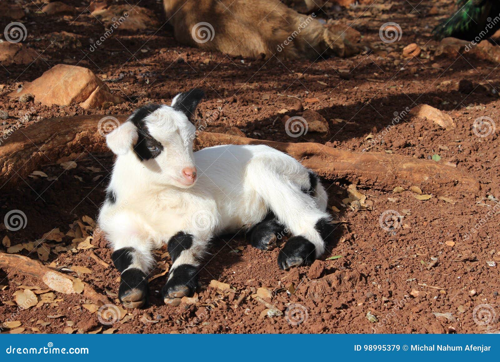 Cordero del bebé imagen de archivo. Imagen de animal - 98995379