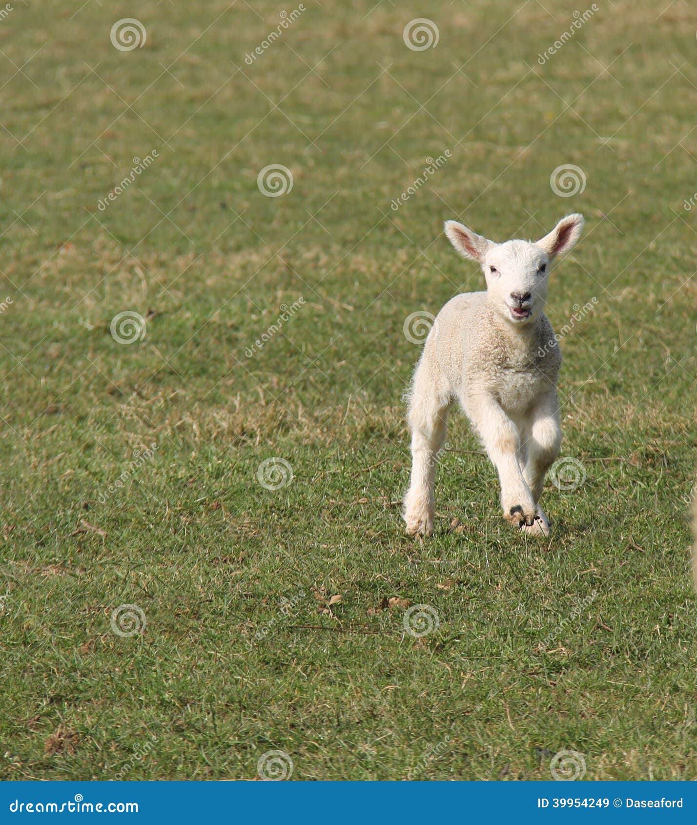 Cordero Del Bebé Que Salta. Imagen de archivo - Imagen de campo, ovejas ...