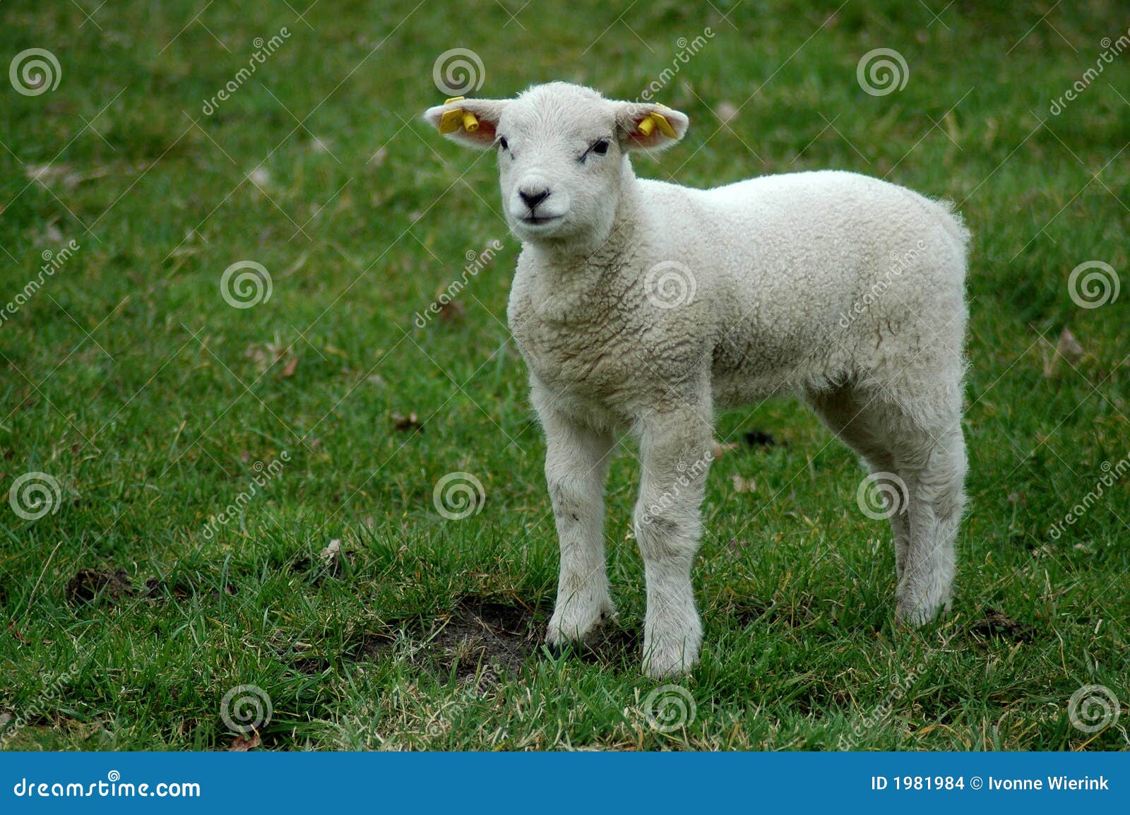Cordero en los campos foto de archivo. Imagen de travieso - 1981984