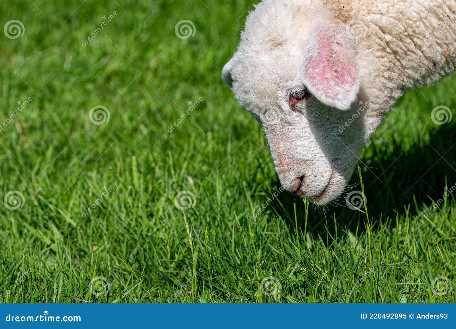 Cordero Joven Que Empieza a Comer Hierba Imagen de archivo - Imagen de ...