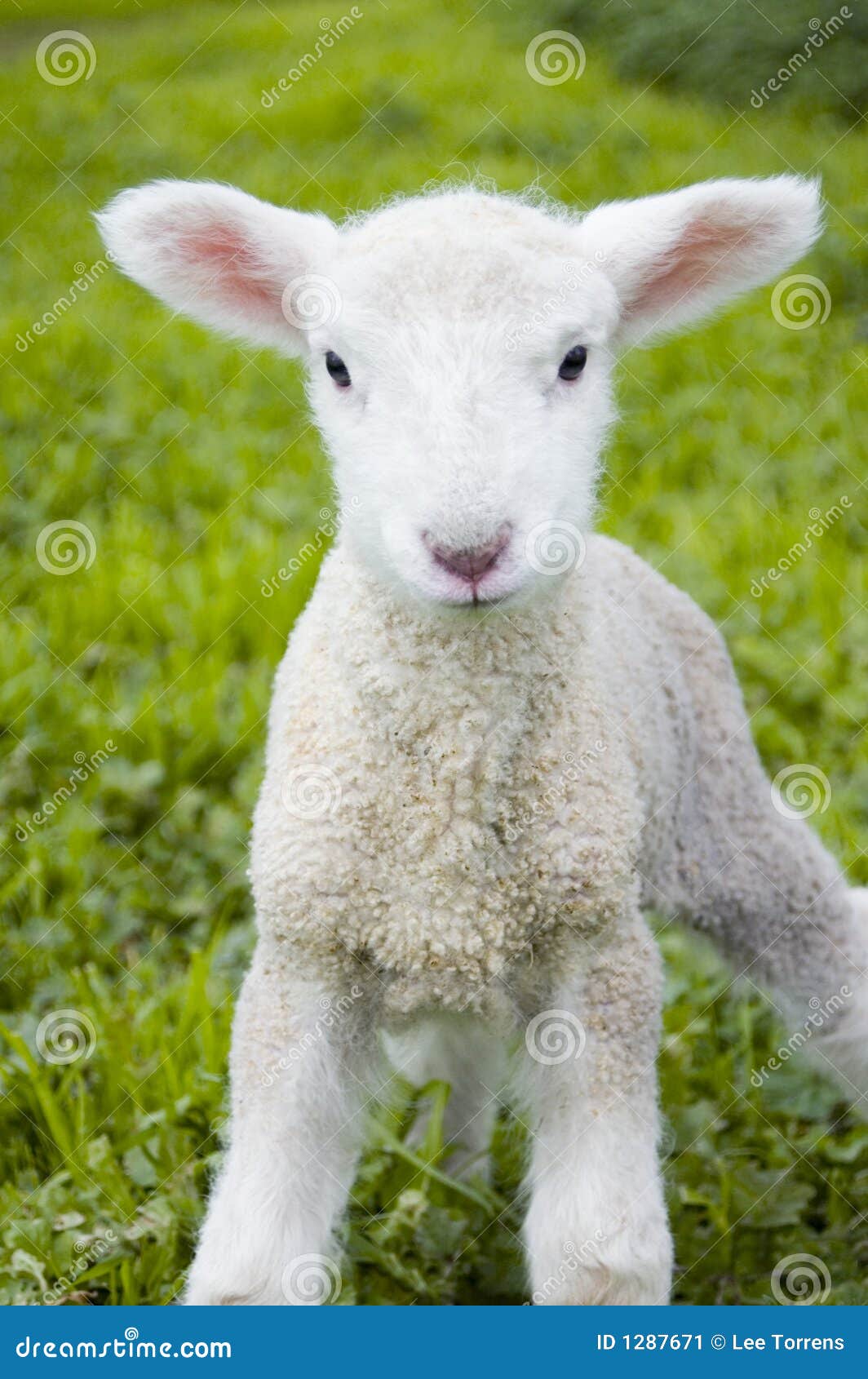 Cordero lindo imagen de archivo. Imagen de cara, australia - 1287671