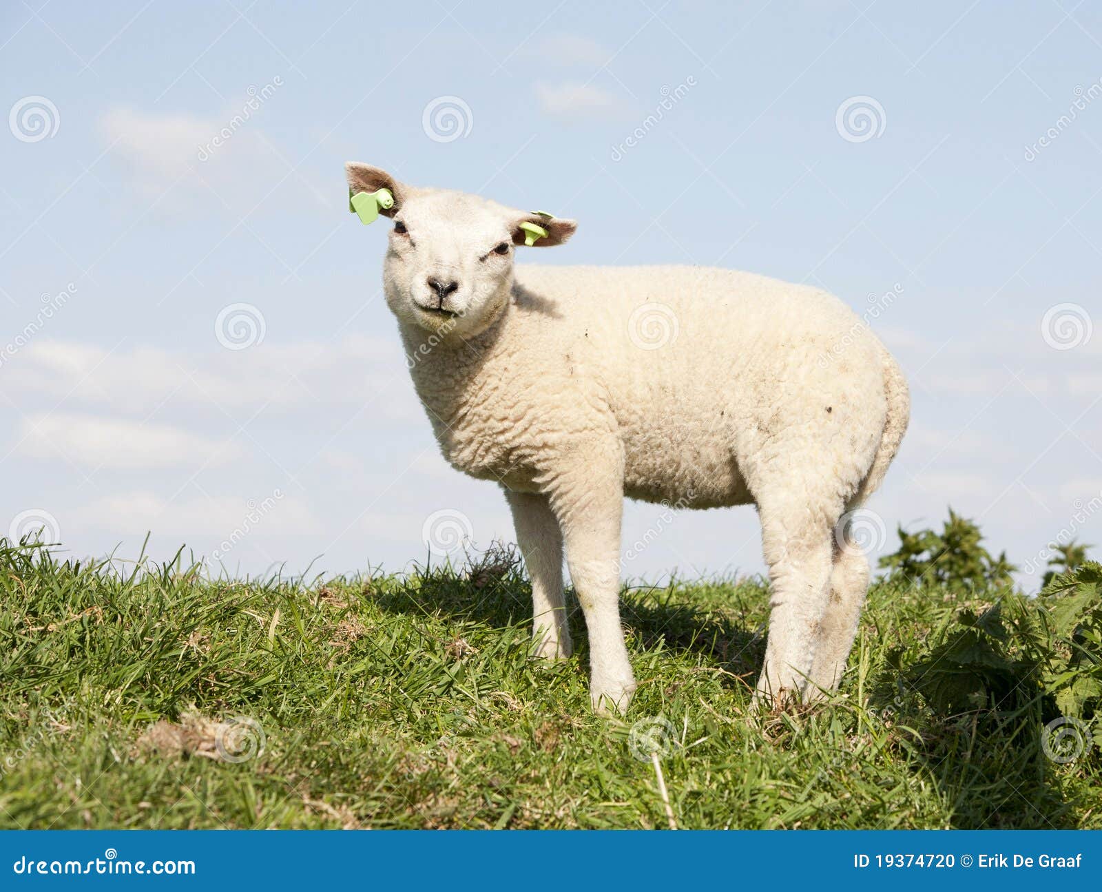 Cordero lindo foto de archivo. Imagen de ganado, neerlandeses - 19374720