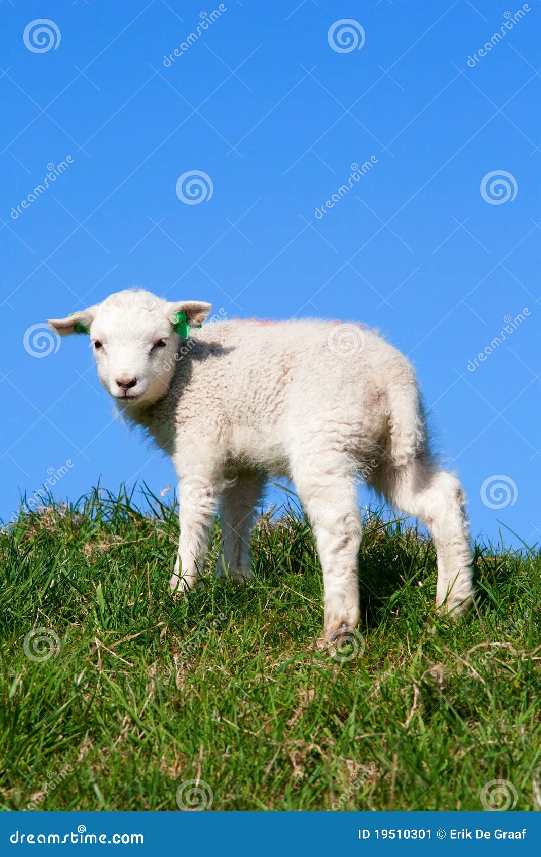 Cordero lindo imagen de archivo. Imagen de hembra, nuevo - 19510301