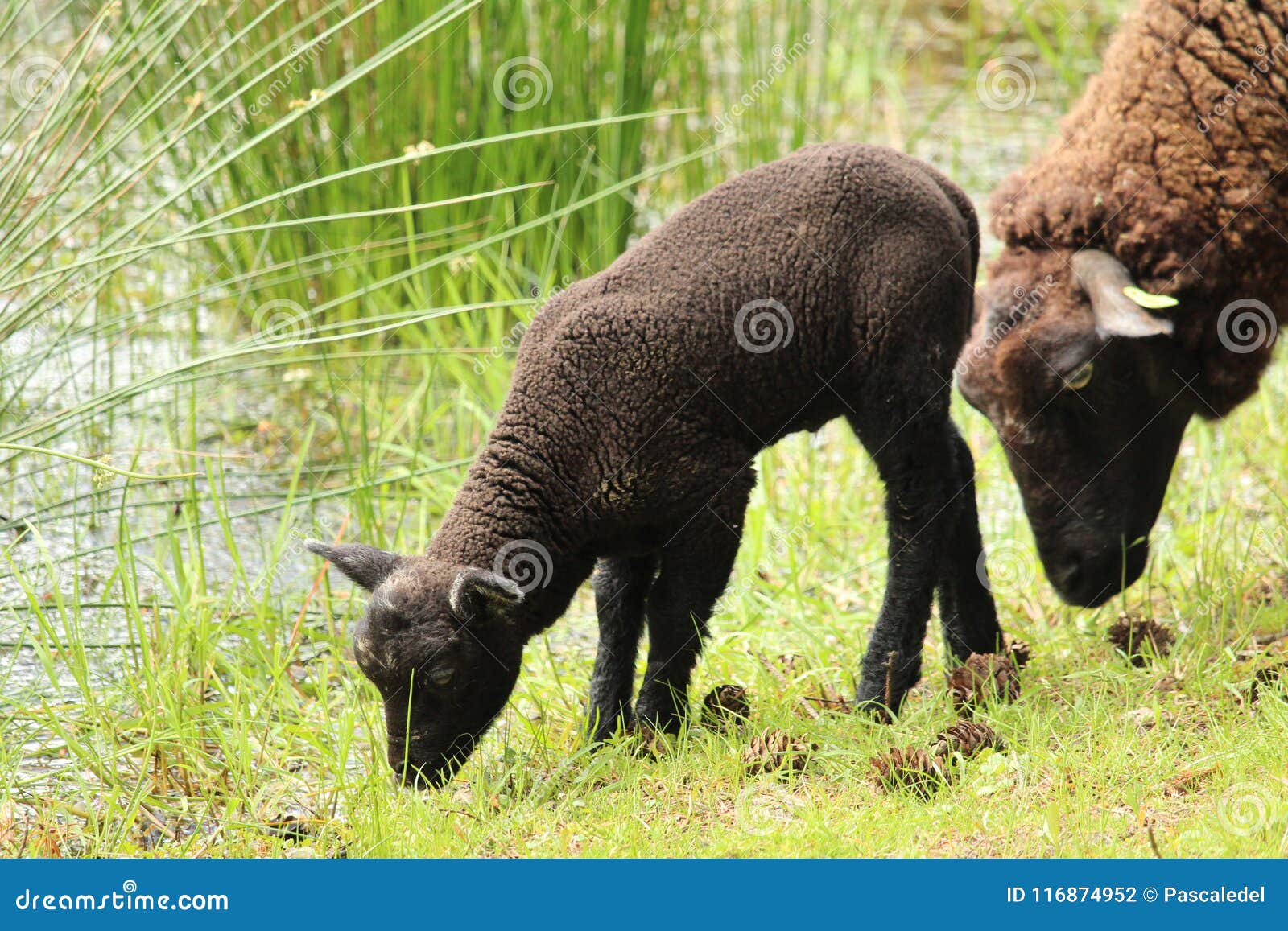 Cordero negro que pasta foto de archivo. Imagen de pasto - 116874952